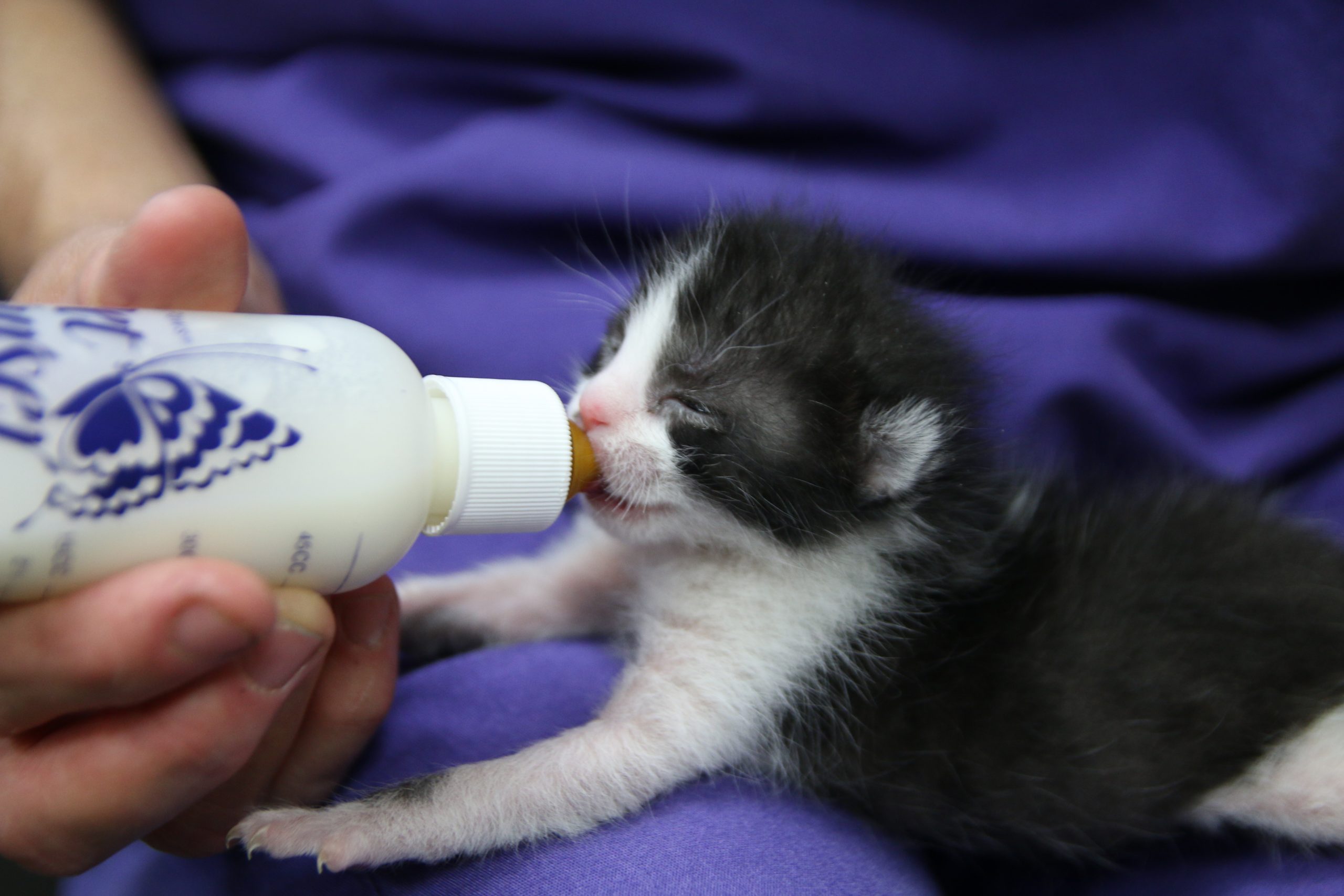 SPCA of Texas | Foster Hero - SPCA of Texas