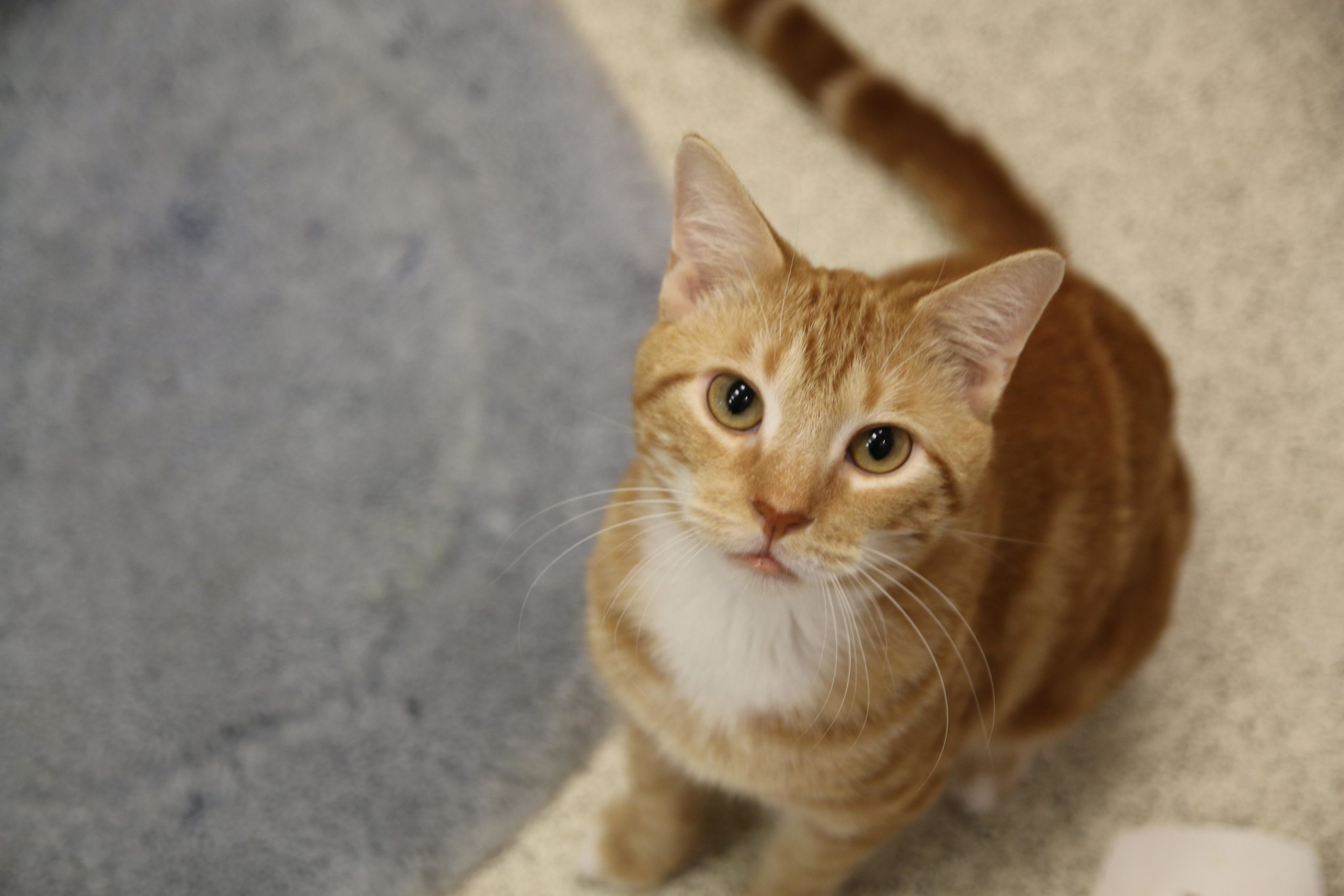 SPCA of Texas | Request a Working Cat - SPCA of Texas