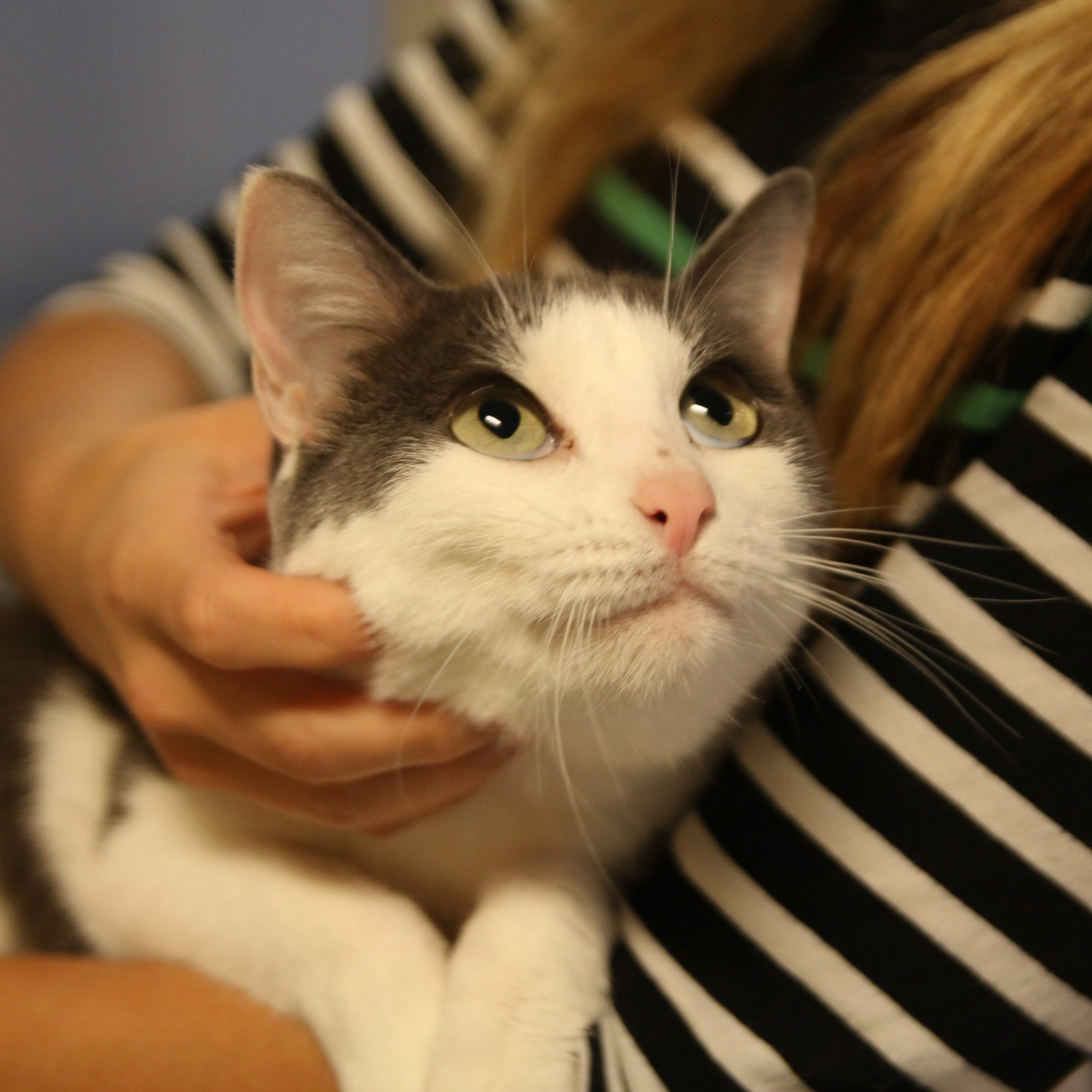 SPCA of Texas | Support to Keep Your Pet - SPCA of Texas