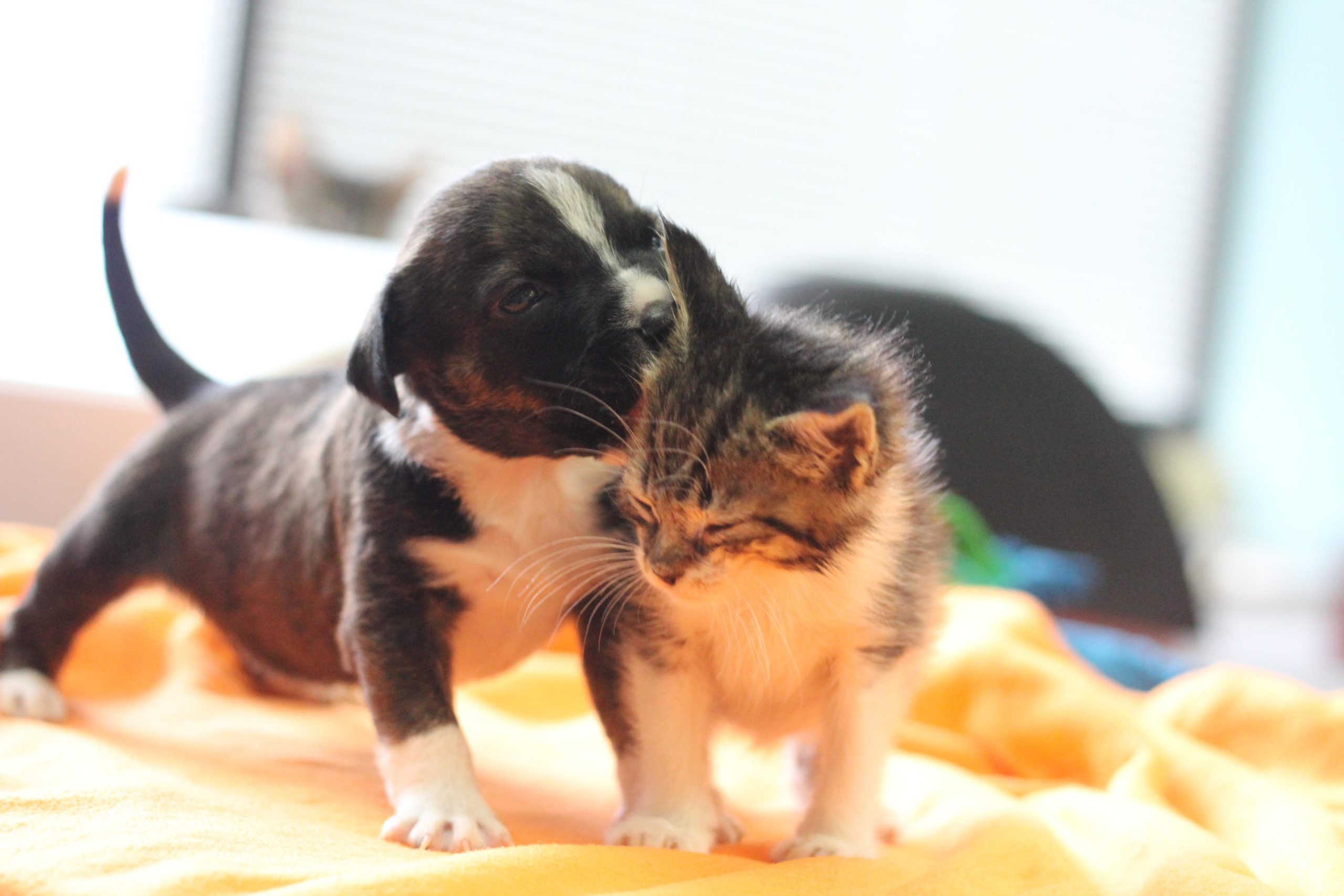 SPCA of Texas | Adoption Process - SPCA of Texas