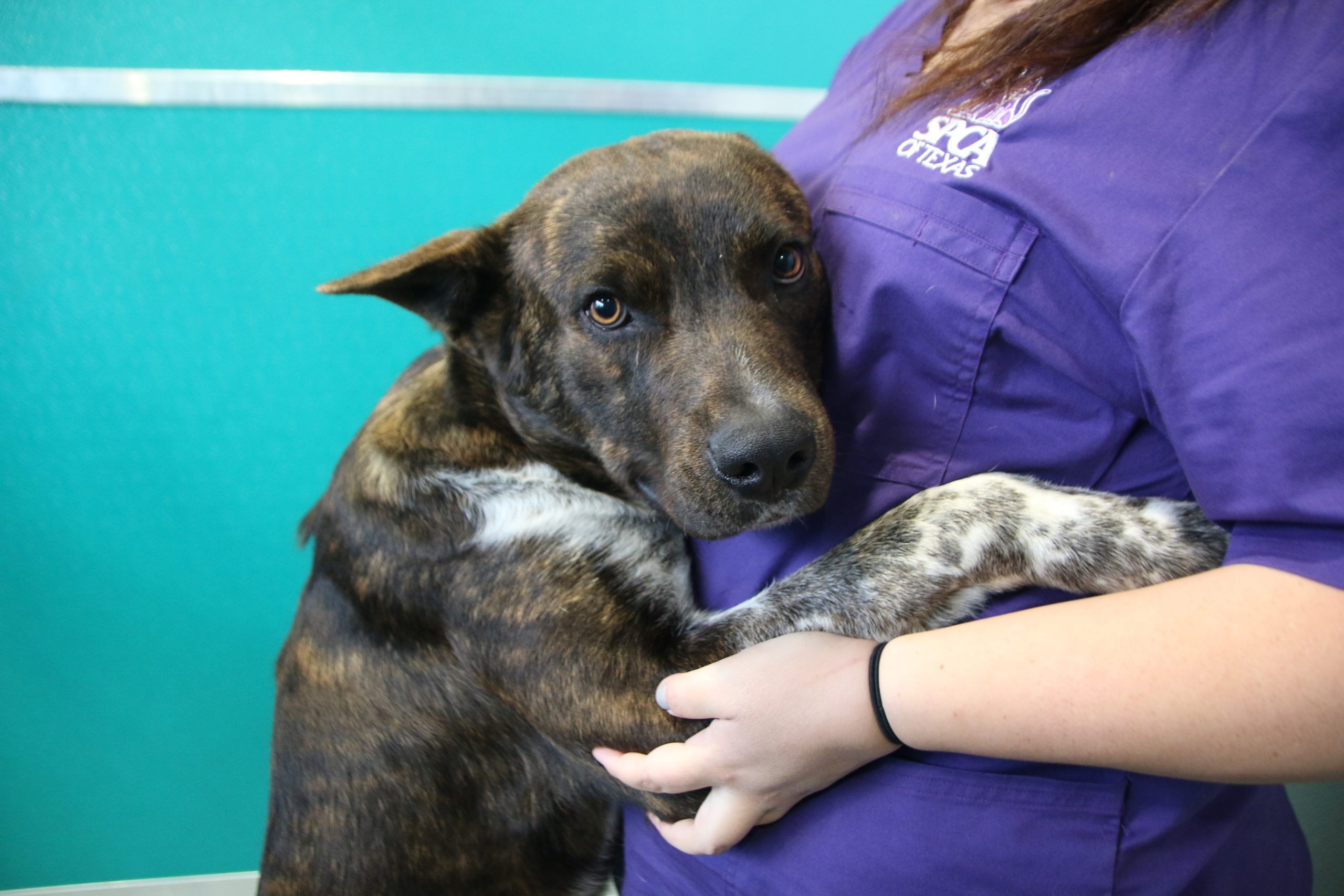 SPCA of Texas | Support Us - SPCA of Texas