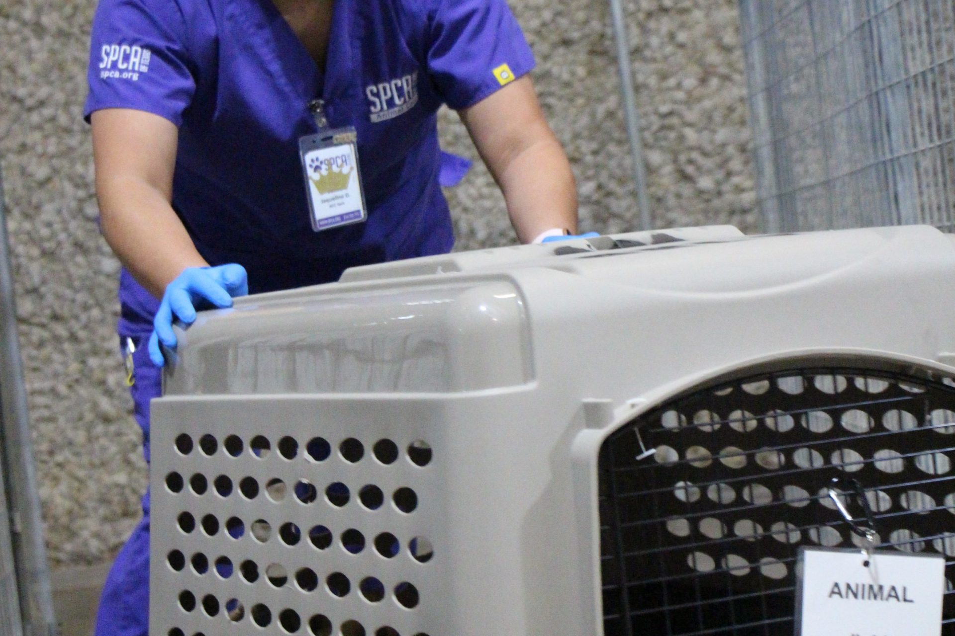 SPCA of Texas | Trap, Neuter, Return - SPCA of Texas