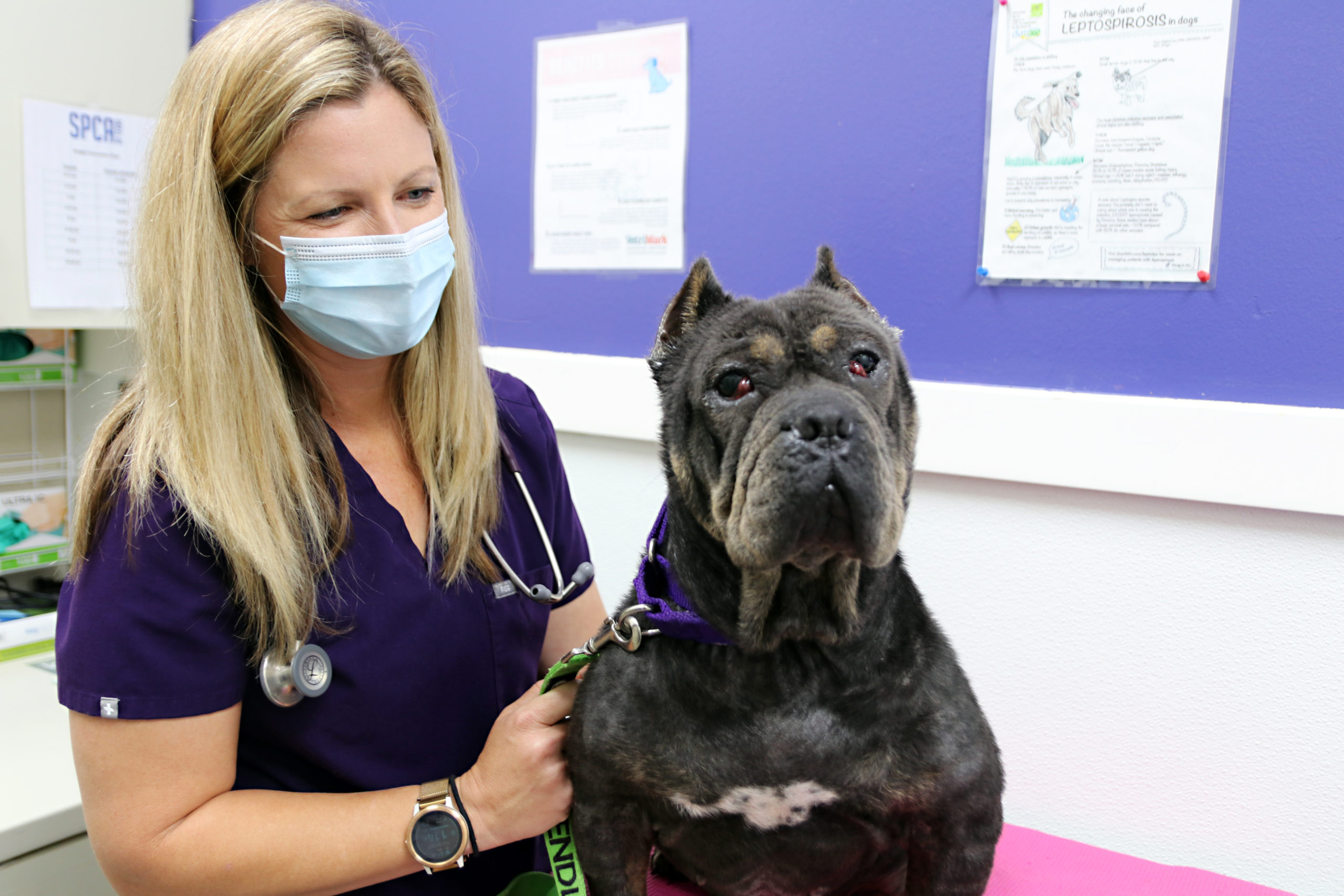 SPCA of Texas | About Us - SPCA of Texas