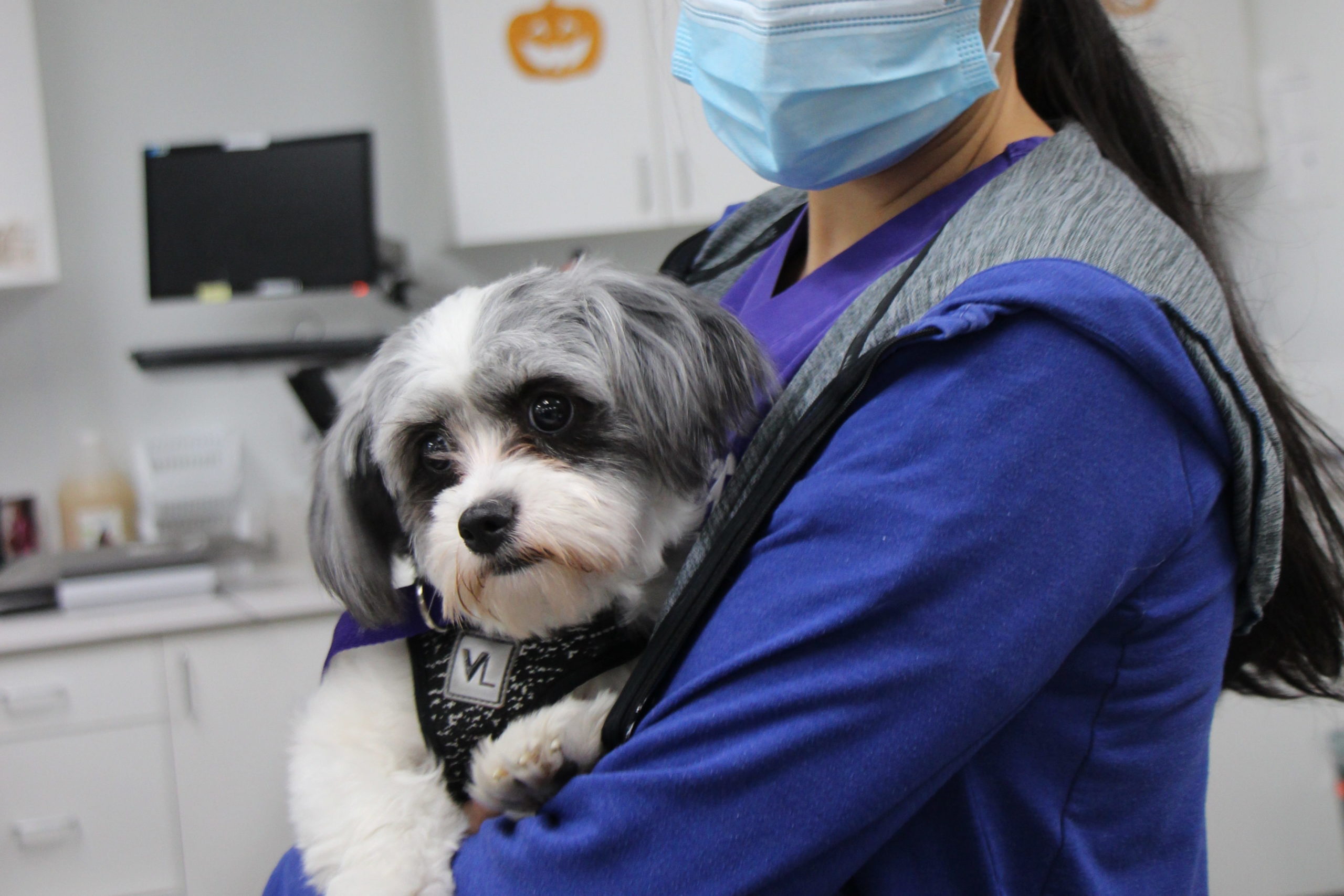 SPCA of Texas | Care After Spay & Neuter Surgery - SPCA of Texas