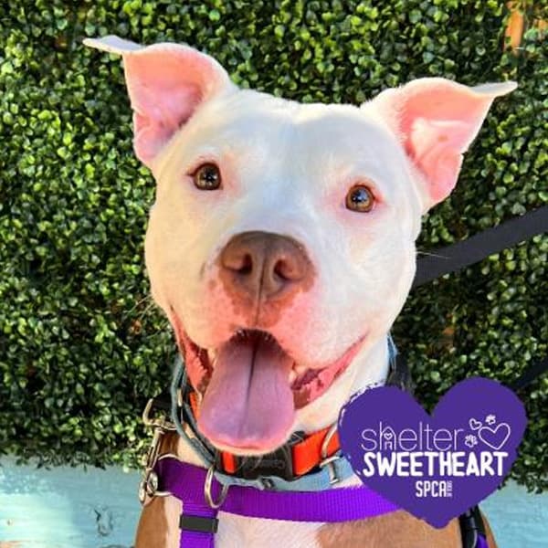 SPCA of Texas | The leading animal welfare agency in North Texas