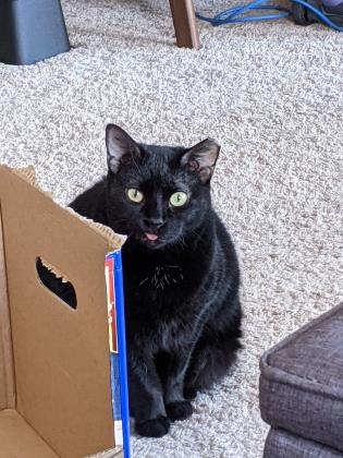 SPCA of Texas | Letters to Santa - Queen Vegeta - SPCA of Texas