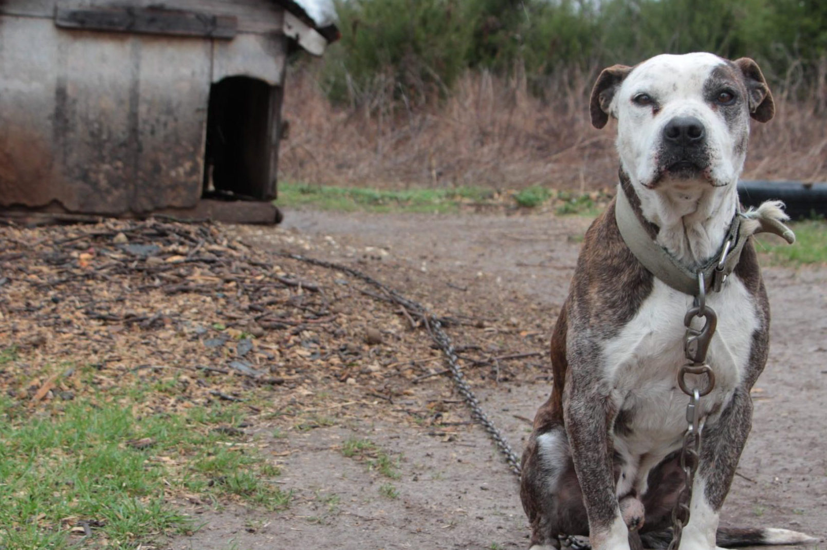 SPCA of Texas | Safe Outdoor Dogs Act Goes into Effect Today - SPCA of ...