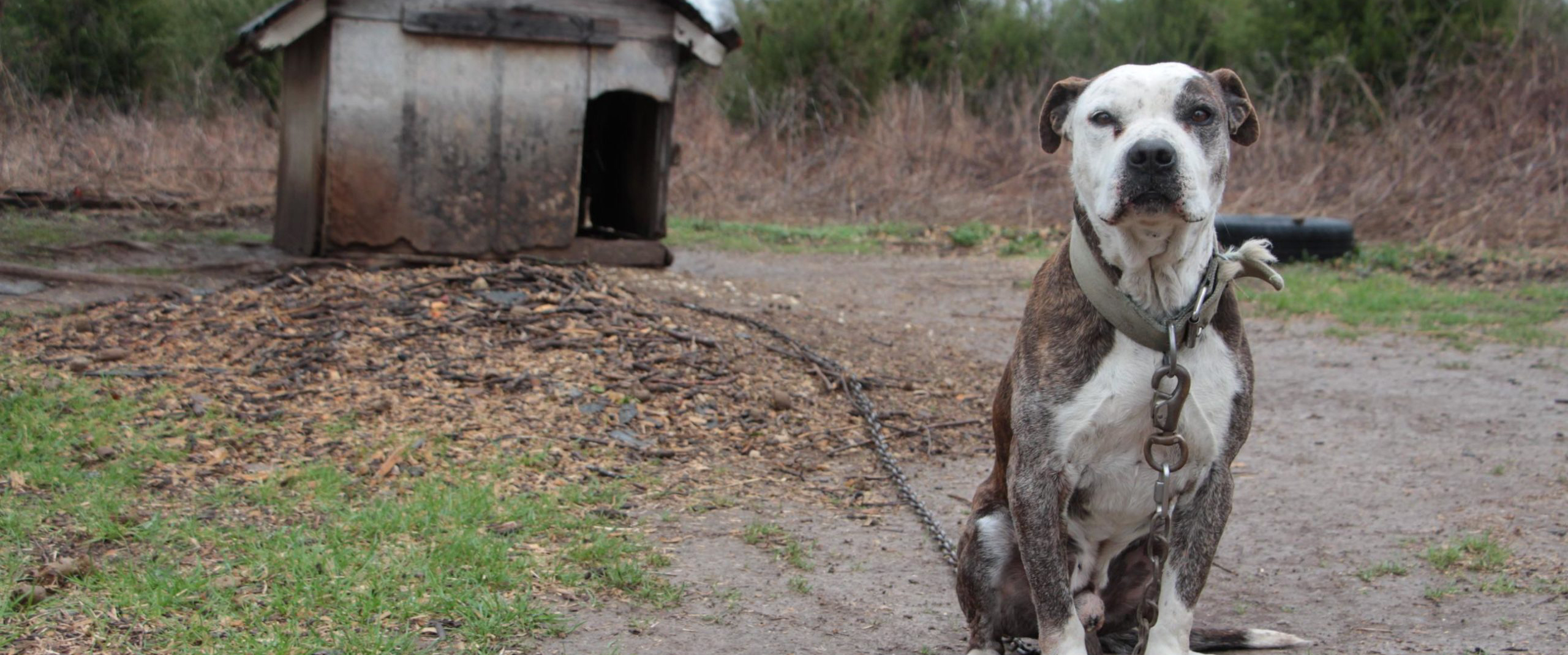 SPCA of Texas | Safe Outdoor Dogs Act Goes into Effect Today - SPCA of ...