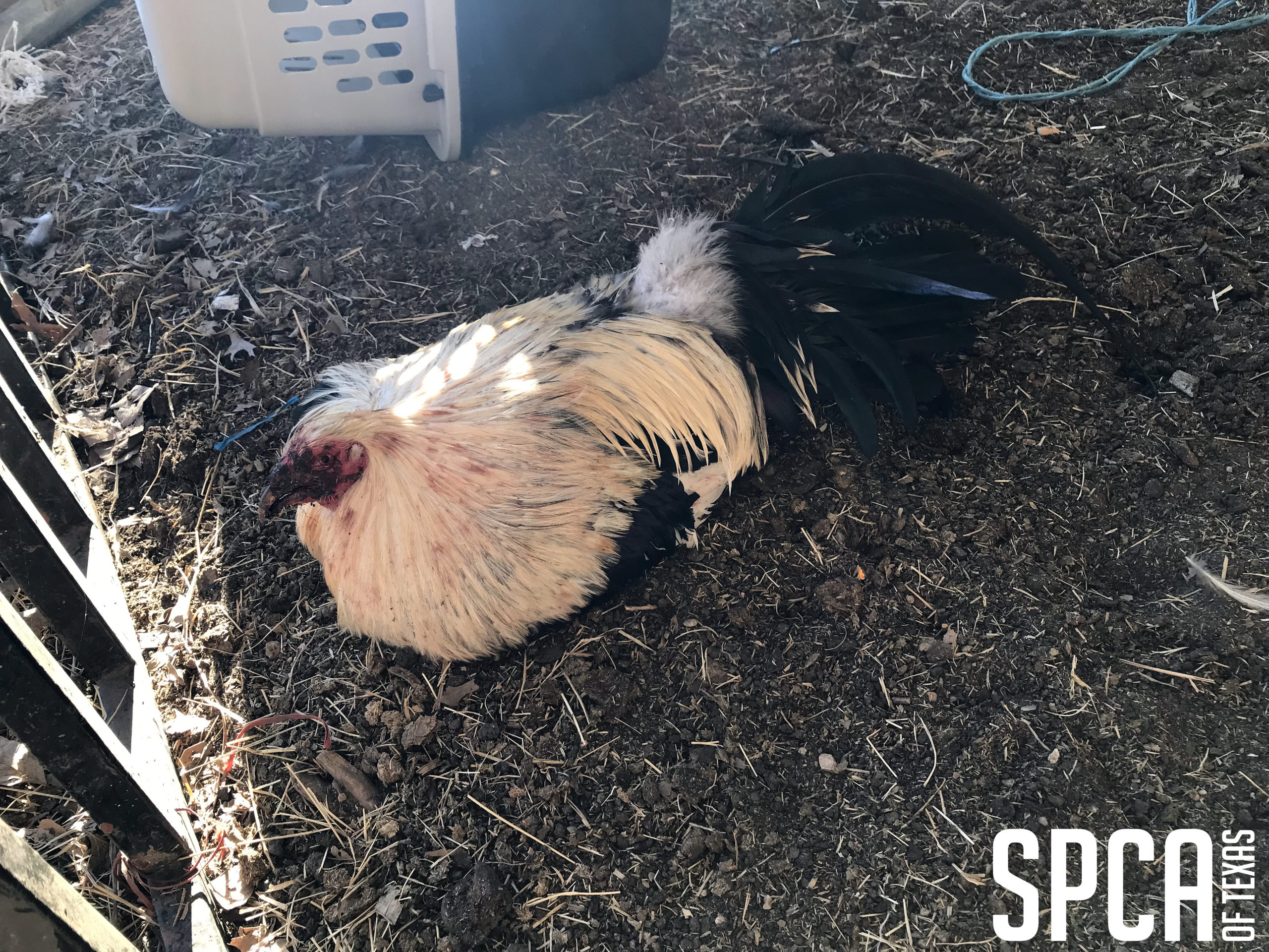 SPCA of Texas | UPDATE: SPCA of Texas Receives Custody of 133 Birds ...