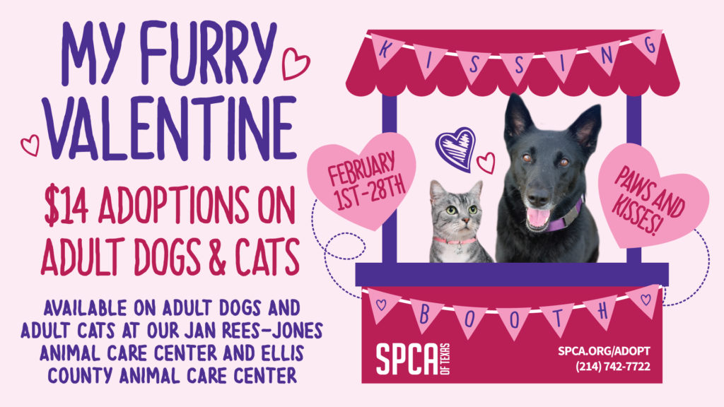 SPCA of Texas | My Furry Valentine Adoption Special - SPCA of Texas