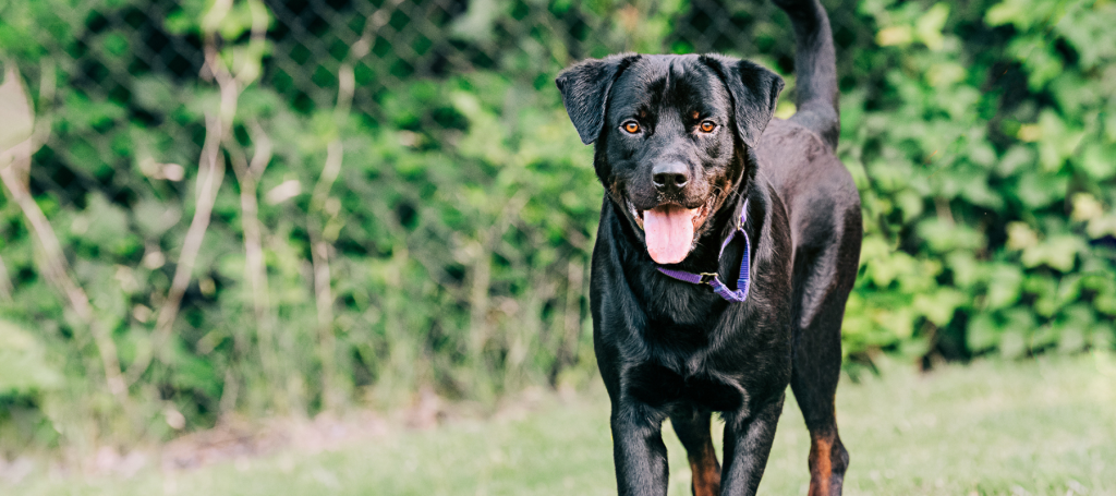 SPCA of Texas | Distemper Outbreak - SPCA of Texas