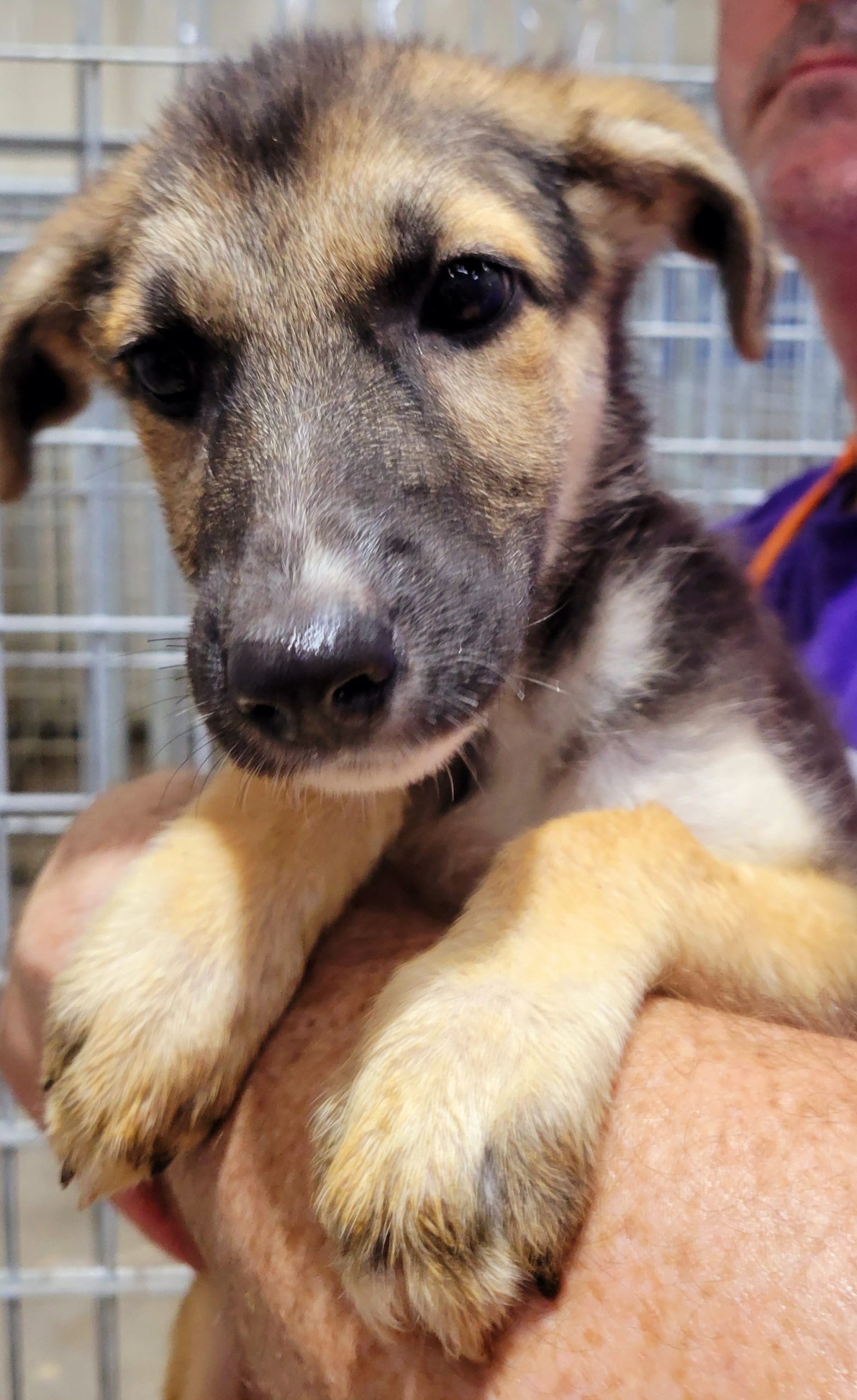 SPCA of Texas | Artemis A51057801 - SPCA of Texas