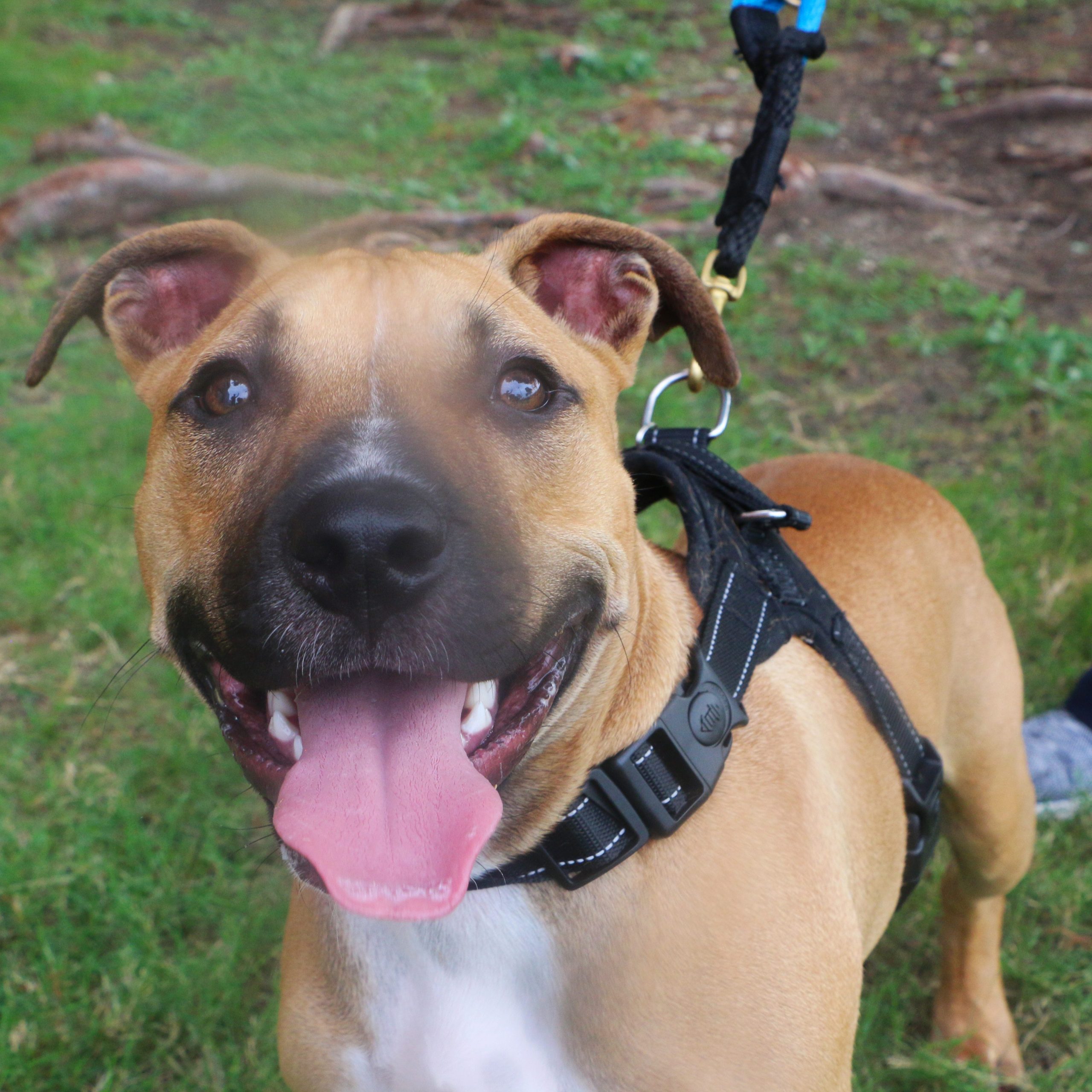 SPCA of Texas | Fur Ball Featured Animals - SPCA of Texas