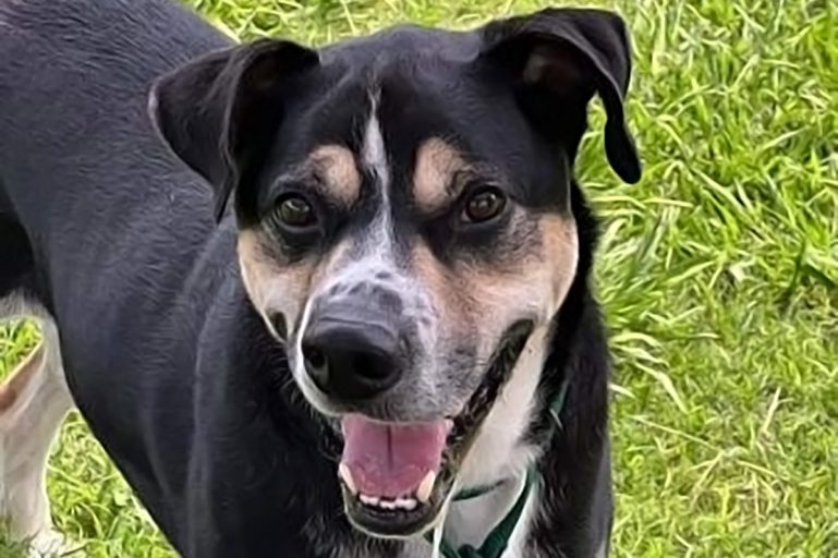 SPCA of Texas | Spotlight on Long-Stay Shelter Sweeties - SPCA of Texas