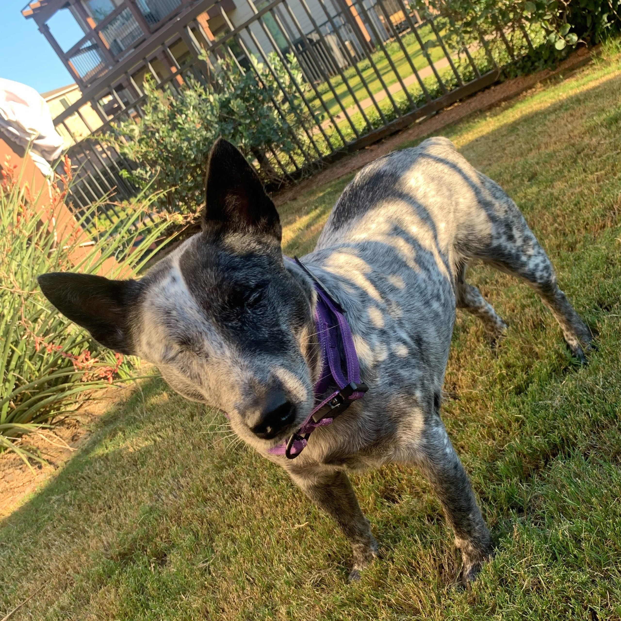 SPCA of Texas | Fur Ball Featured Animals - SPCA of Texas