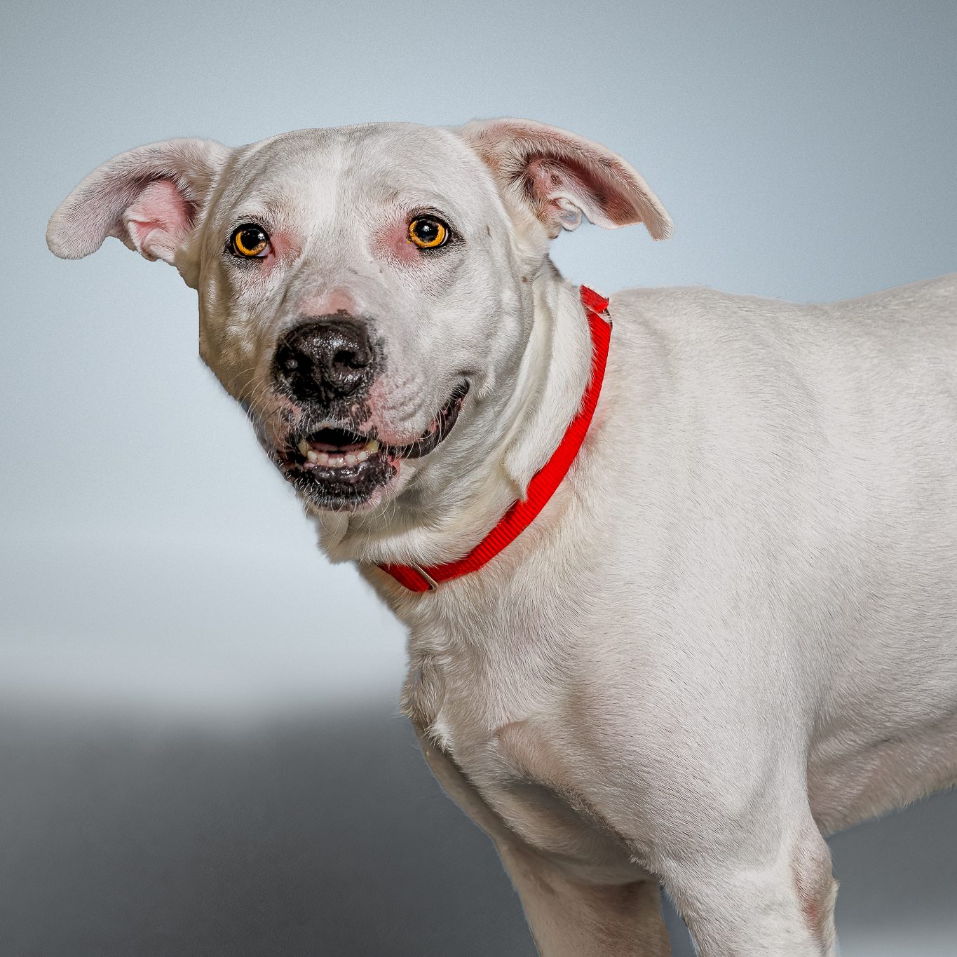 SPCA of Texas | Fur Ball Featured Animals - SPCA of Texas