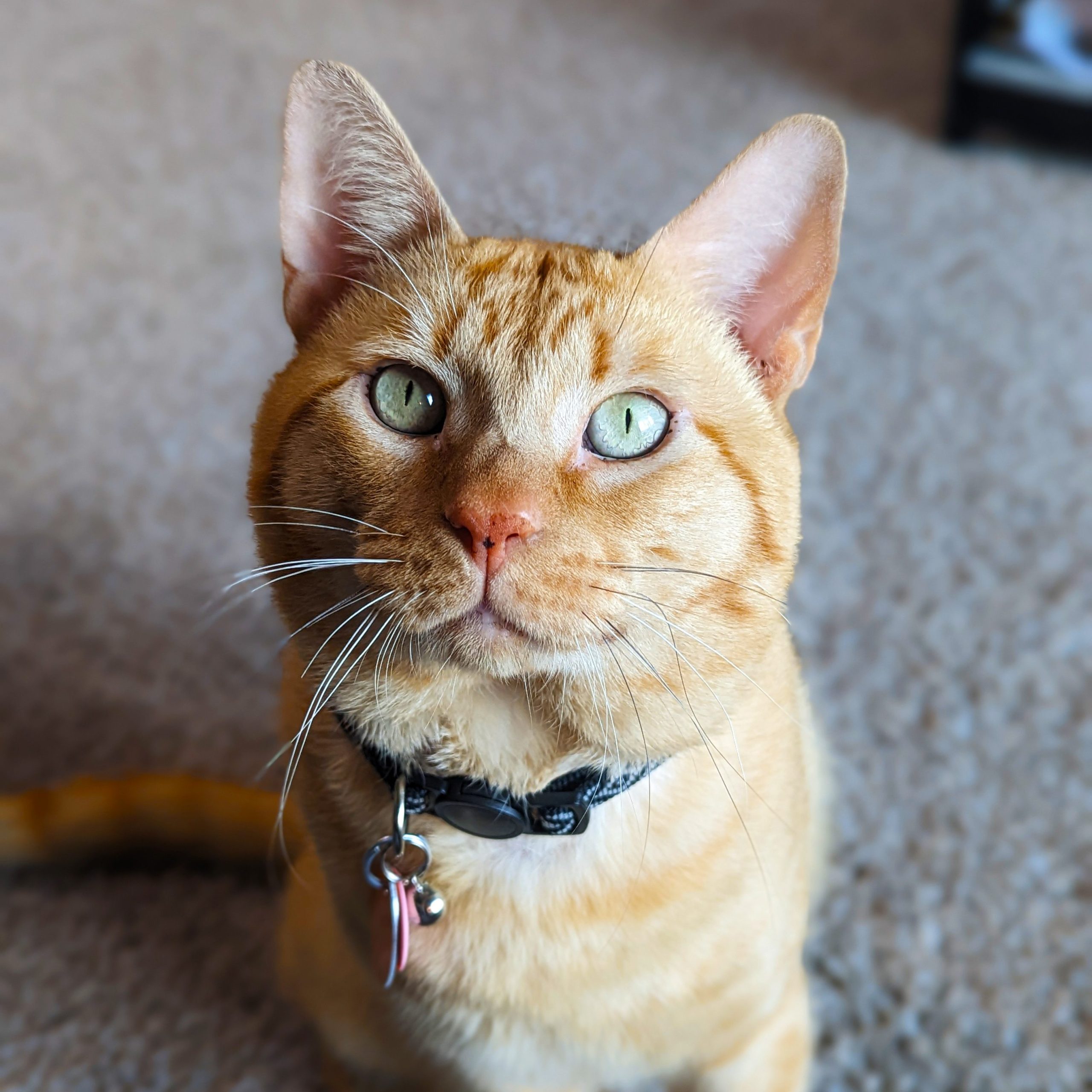 SPCA of Texas | Fur Ball Featured Animals - SPCA of Texas