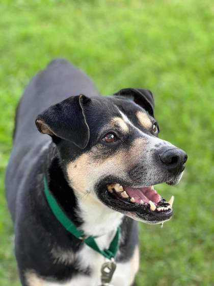 SPCA of Texas | Spotlight on Long-Stay Shelter Sweeties - SPCA of Texas