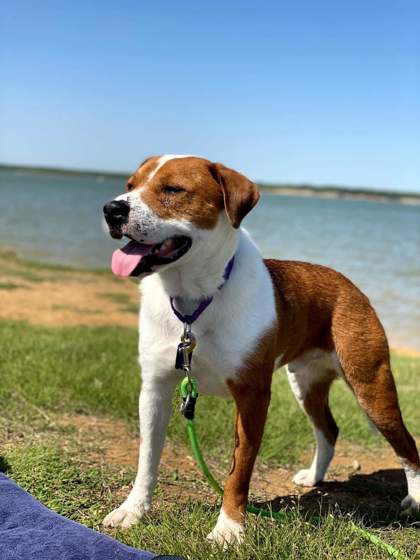SPCA of Texas | Spotlight on Long-Stay Shelter Sweeties - SPCA of Texas