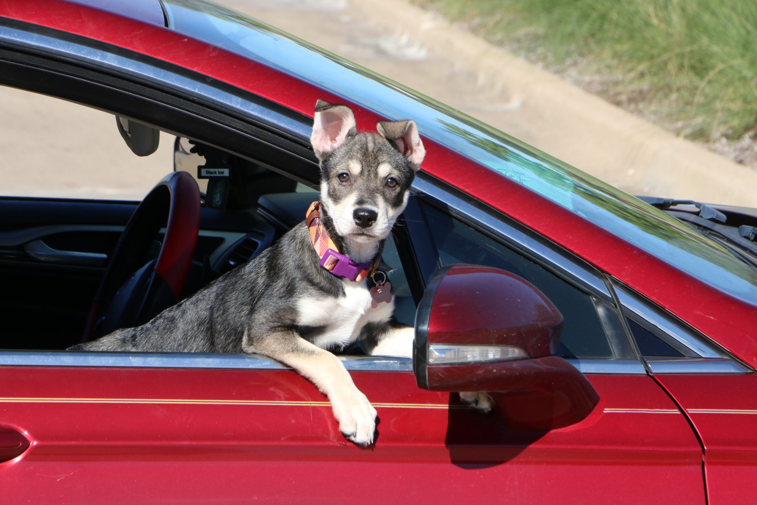 SPCA of Texas | Pet Resource Center Events - SPCA of Texas