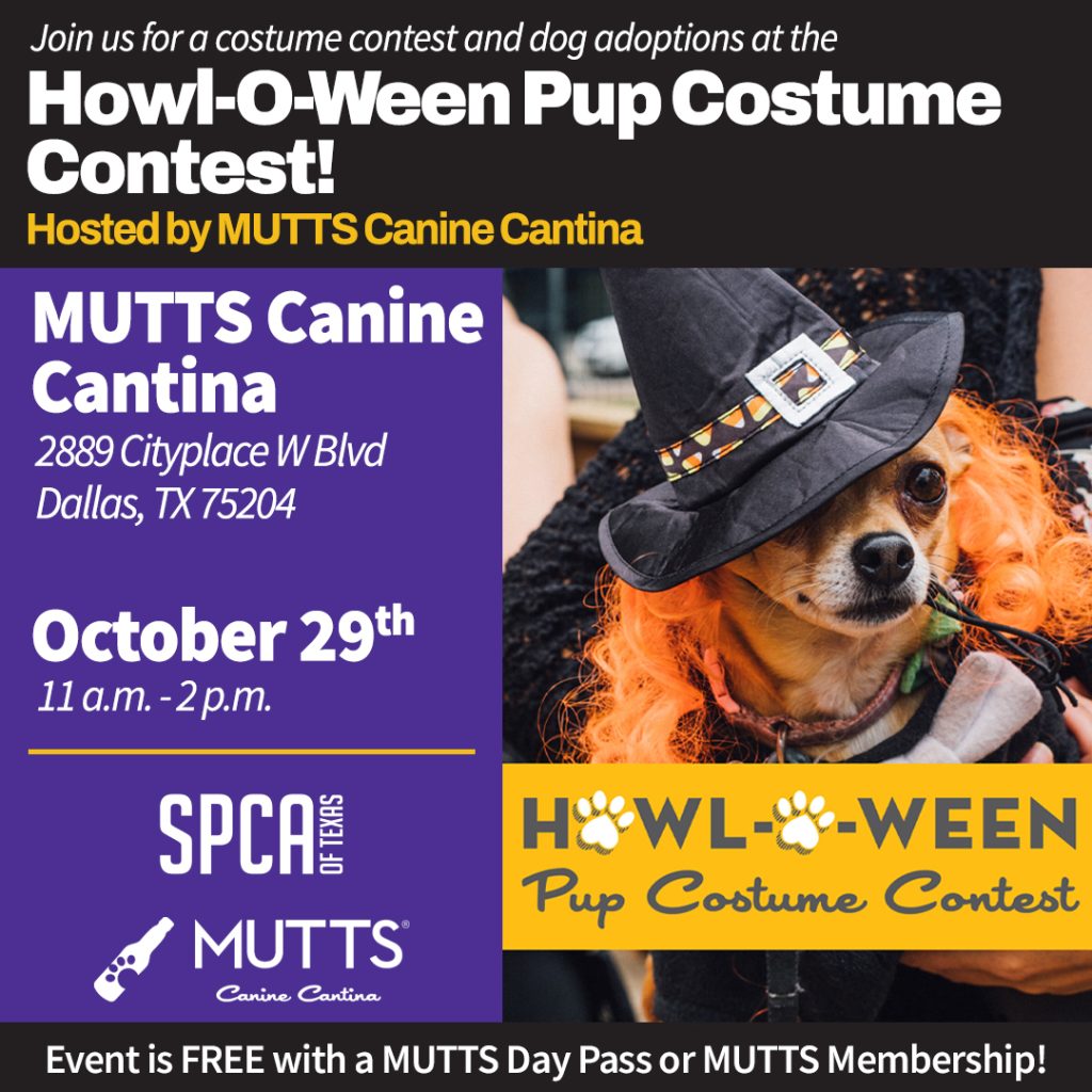 SPCA of Texas | Howl-O-Ween Pup Costume Contest at Mutts Canine Cantina ...
