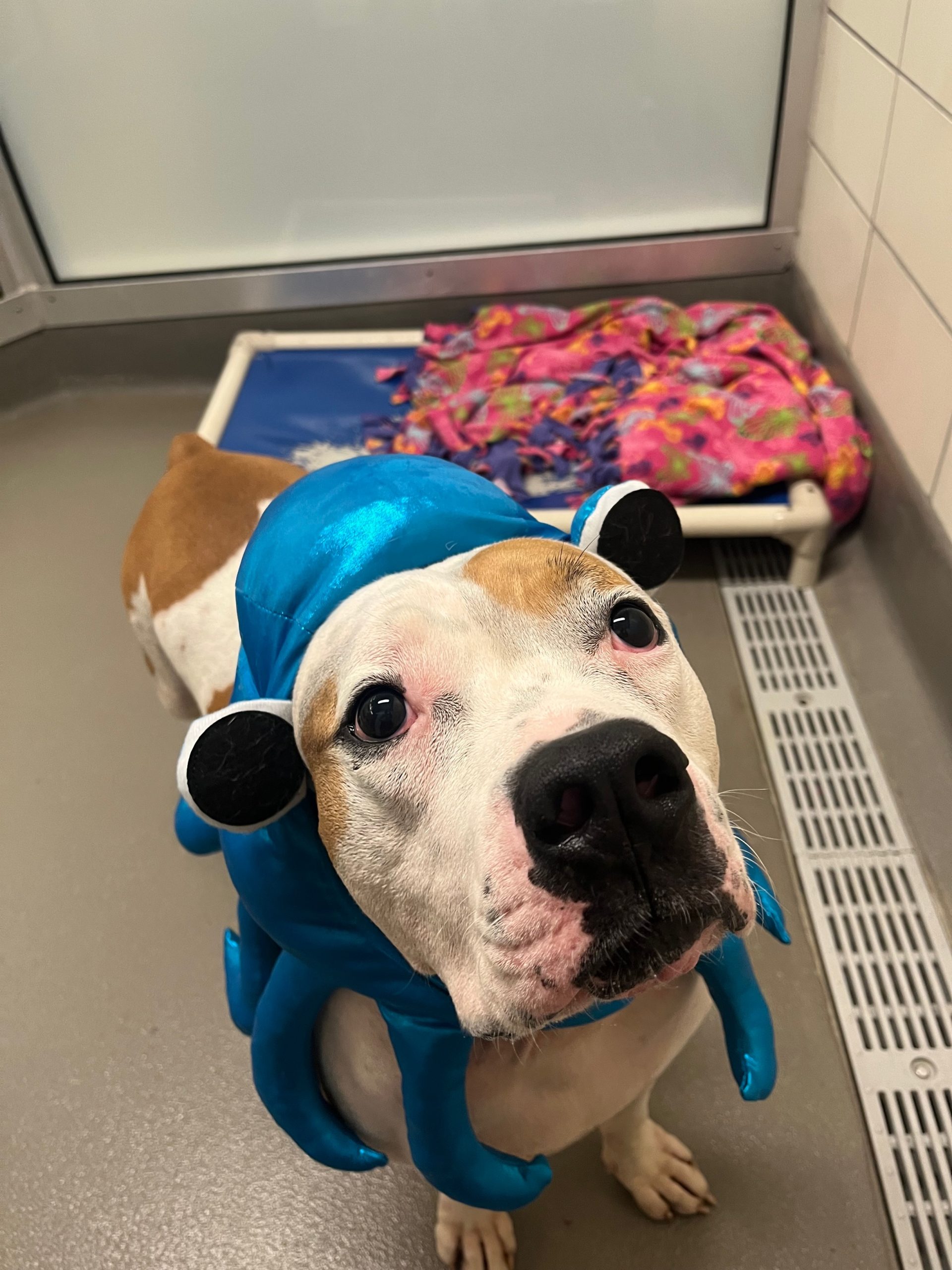 SPCA of Texas | Boo? Hiss! Tips to Keep Pets Safe this Howl-O-Ween ...