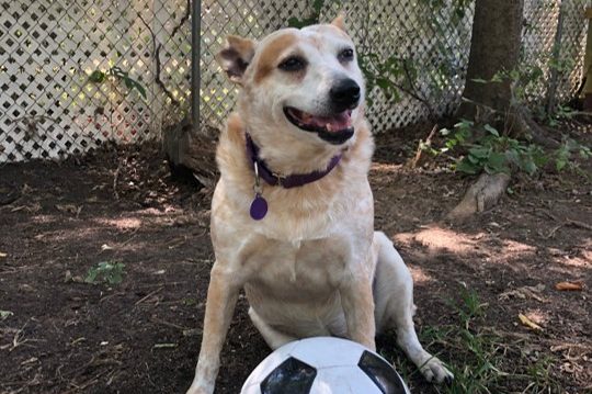 SPCA of Texas | zTanner Rose A45226399 (Sitter Needed 11/17-11/20 ...