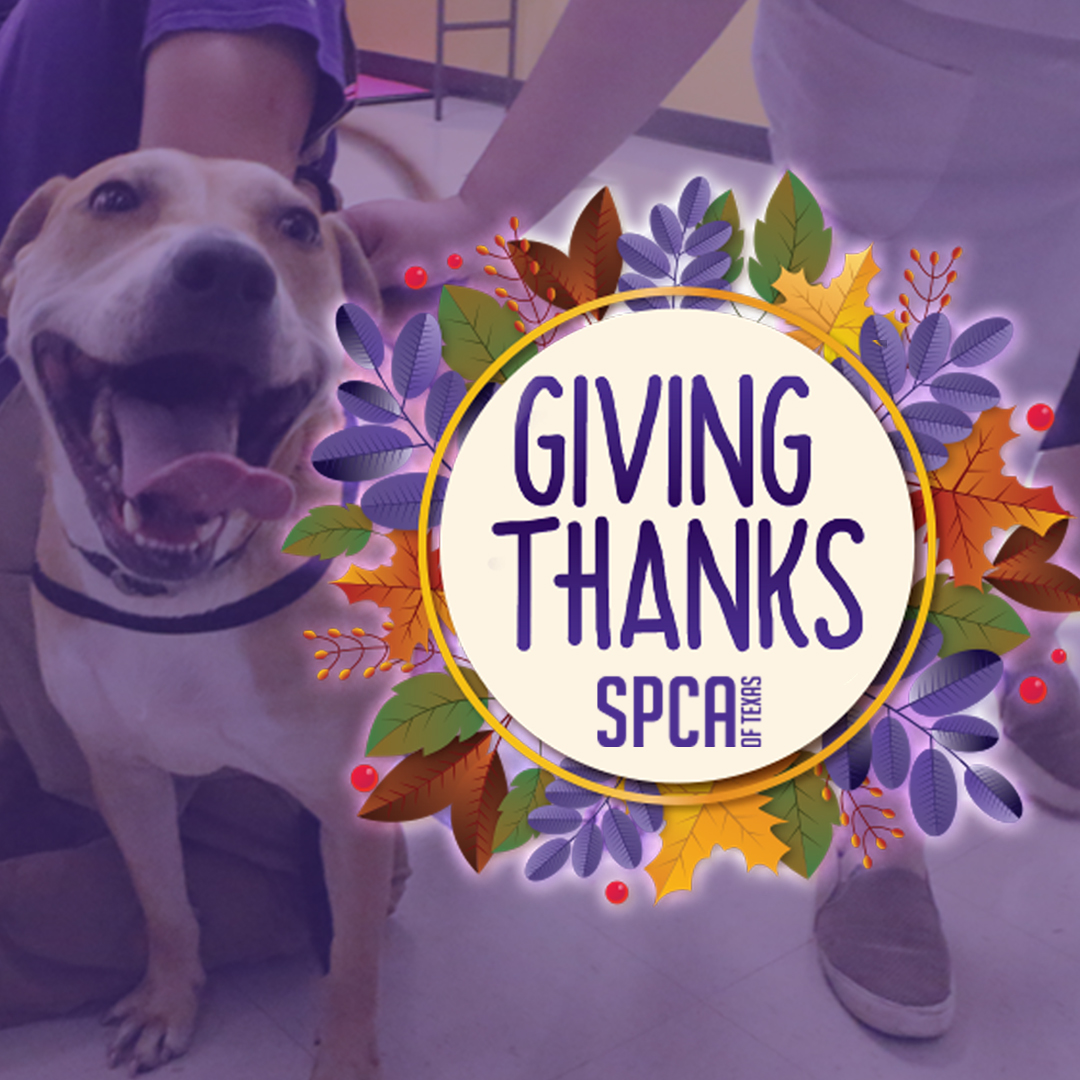 SPCA of Texas | Our Special Note of Thanksgiving - SPCA of Texas