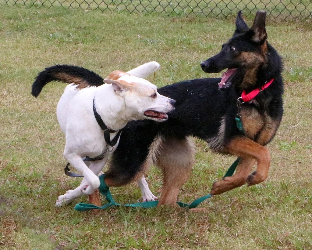 SPCA of Texas | Dogs Playing For Life - SPCA of Texas