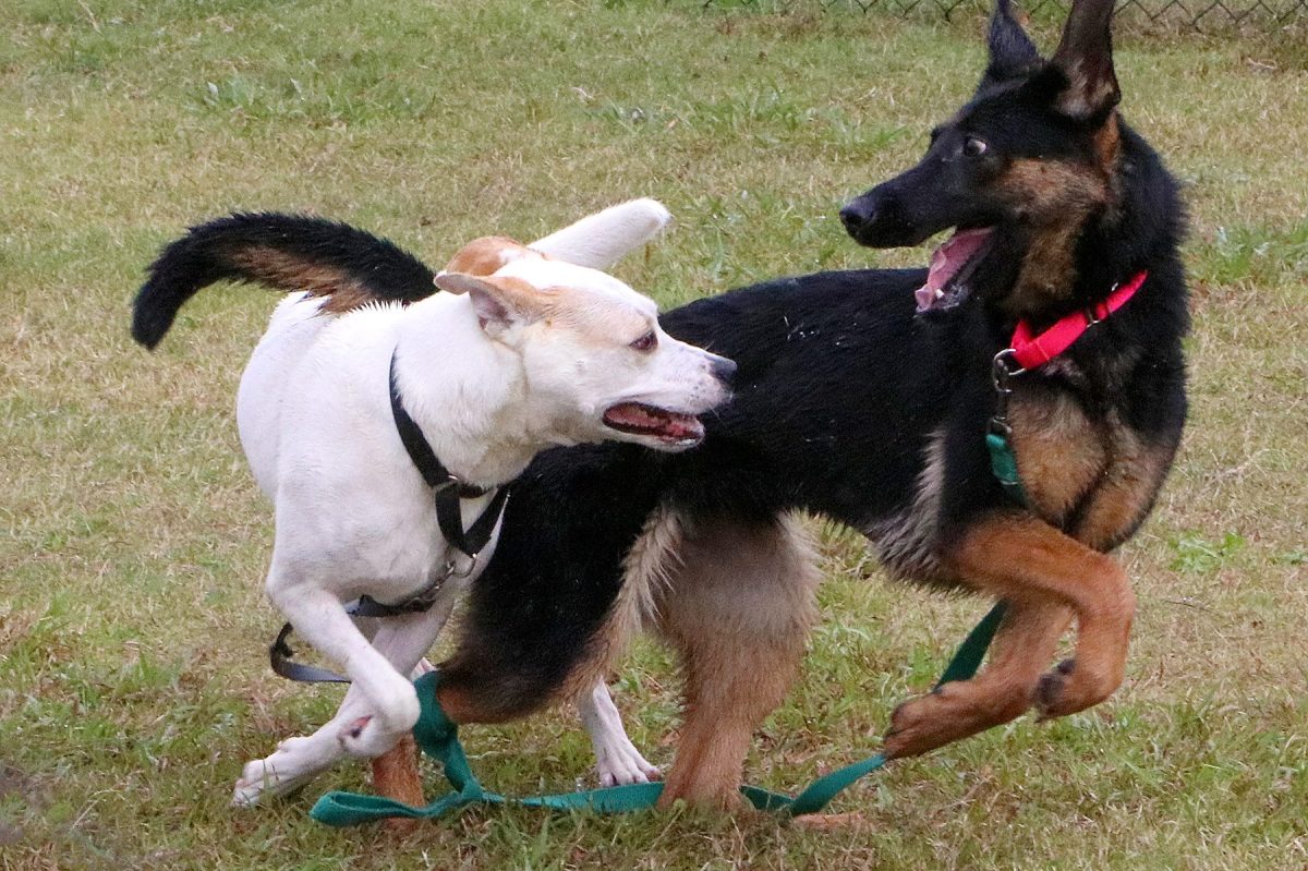 SPCA of Texas | Dogs Playing For Life - SPCA of Texas