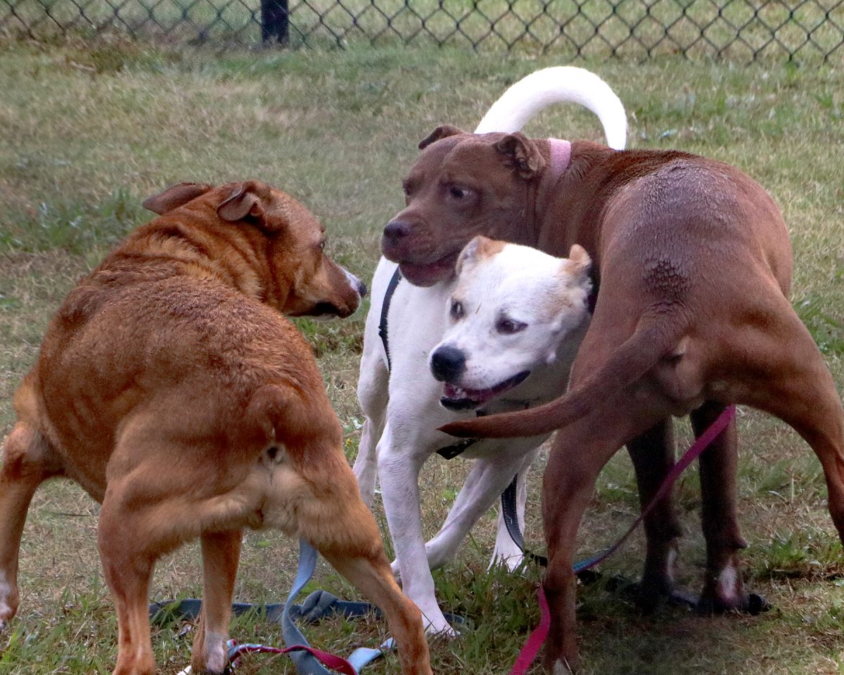 SPCA of Texas | Dogs Playing For Life - SPCA of Texas