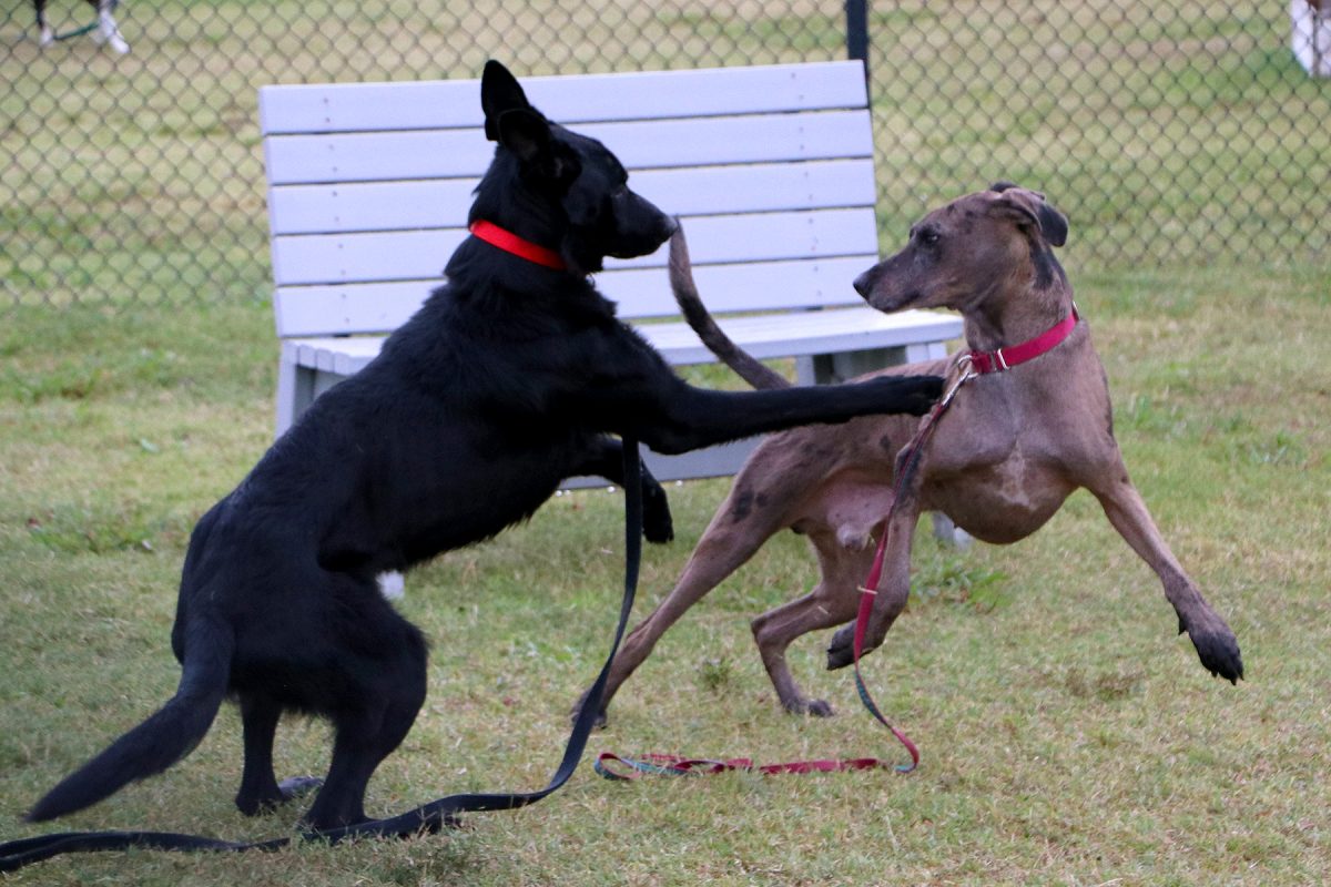 SPCA of Texas | Dogs Playing For Life - SPCA of Texas