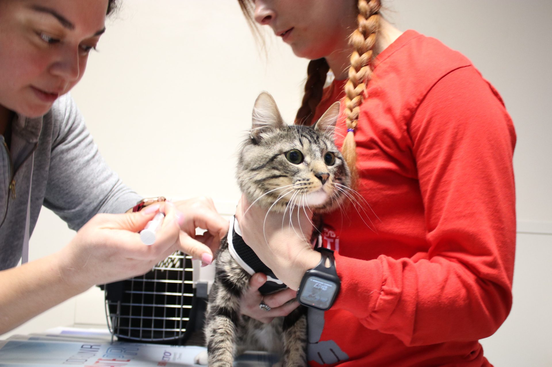 SPCA of Texas | SPCA of Texas Offers FREE Combination Pet Vaccines at ...