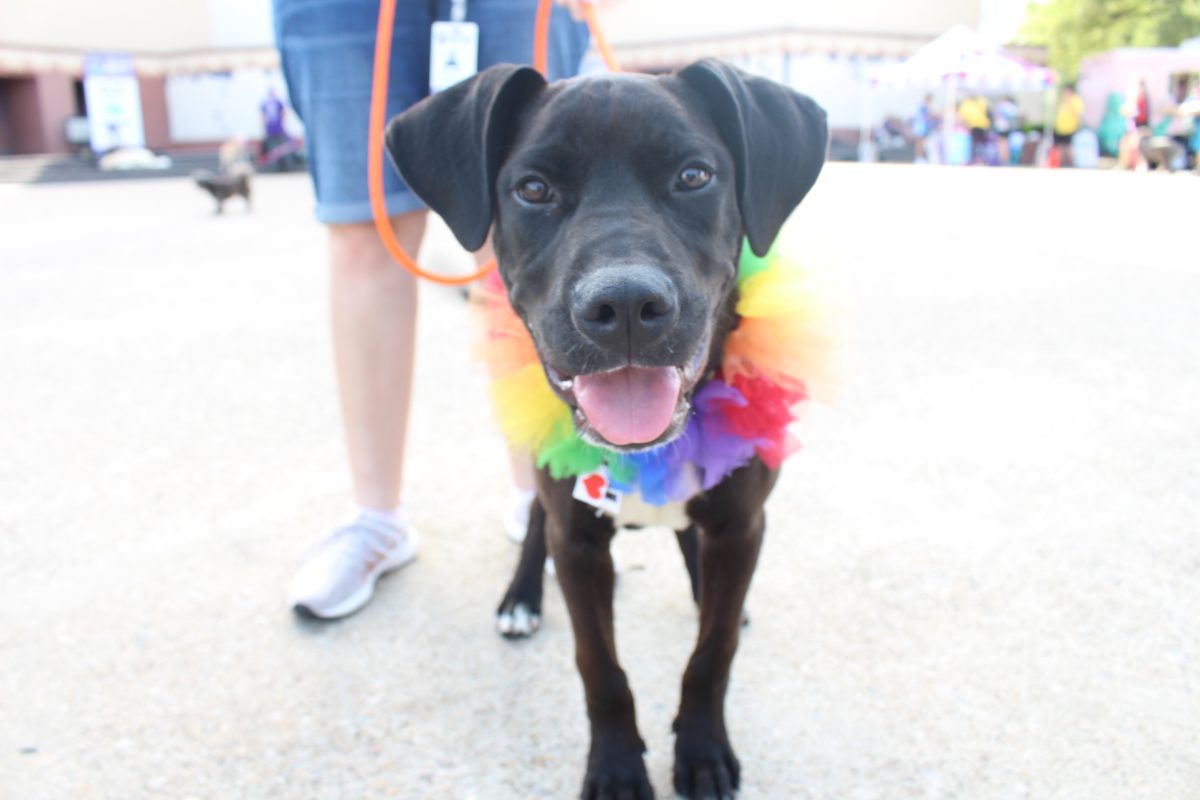 SPCA of Texas | The leading animal welfare agency in North Texas