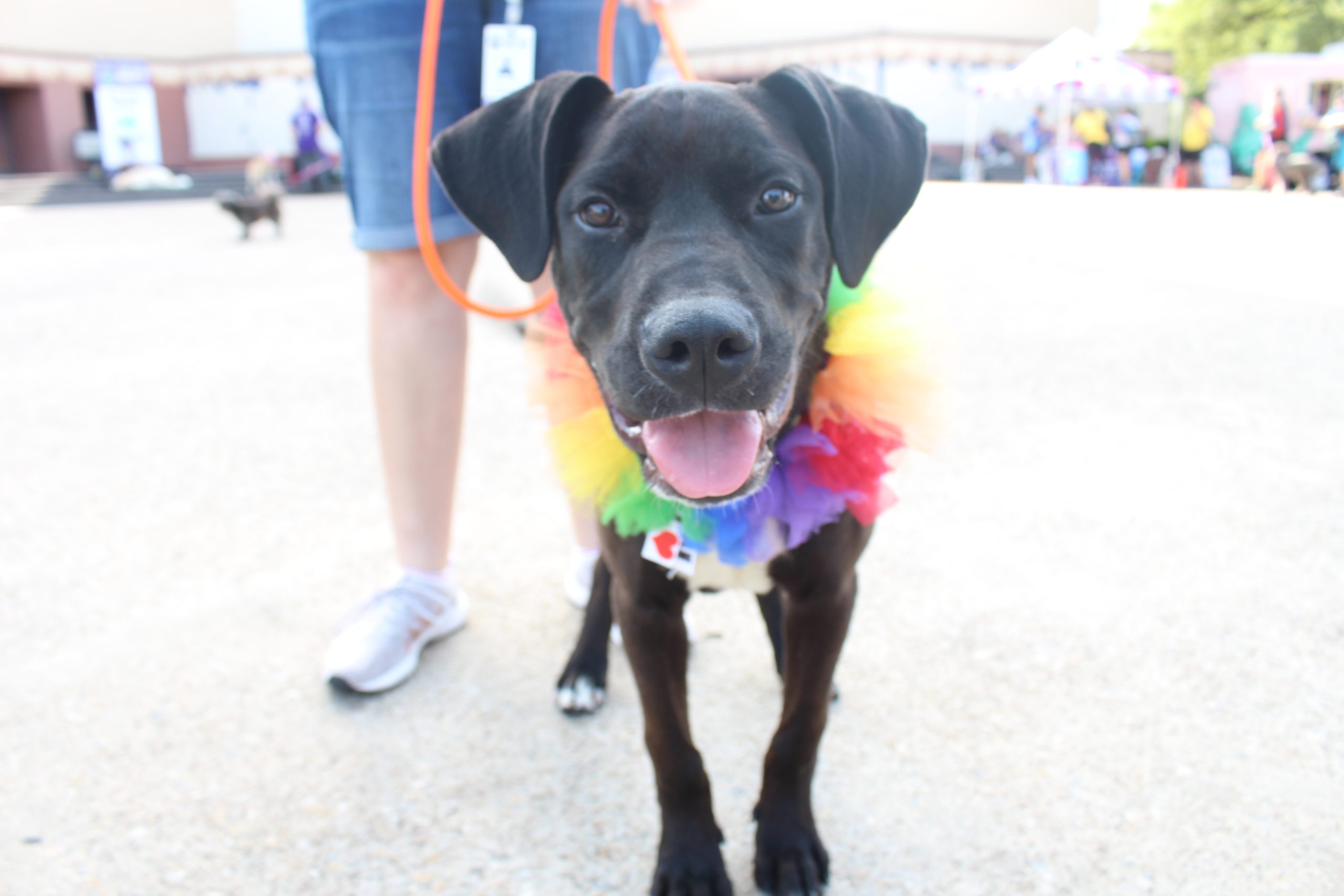 SPCA of Texas | The leading animal welfare agency in North Texas