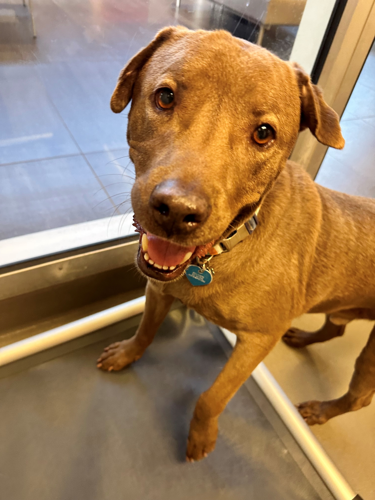 SPCA of Texas | SPCA of Texas Brings Adoptable Pets in Need of Loving ...