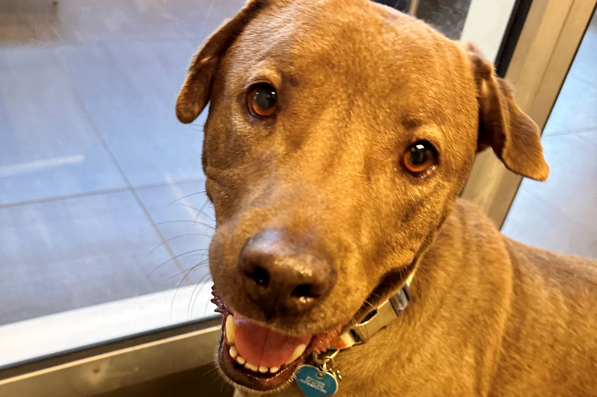 SPCA of Texas | SPCA of Texas Brings Adoptable Pets in Need of Loving ...