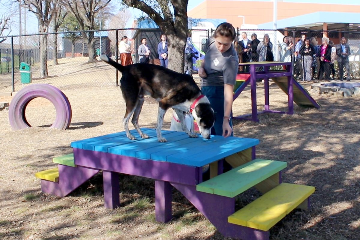SPCA of Texas | SPCA of Texas Opens Sensory Garden for Shelter Dogs ...