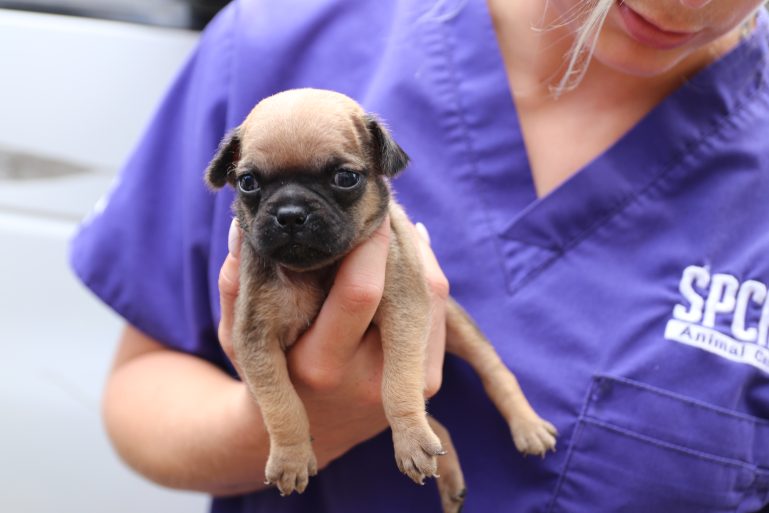 SPCA of Texas | The leading animal welfare agency in North Texas