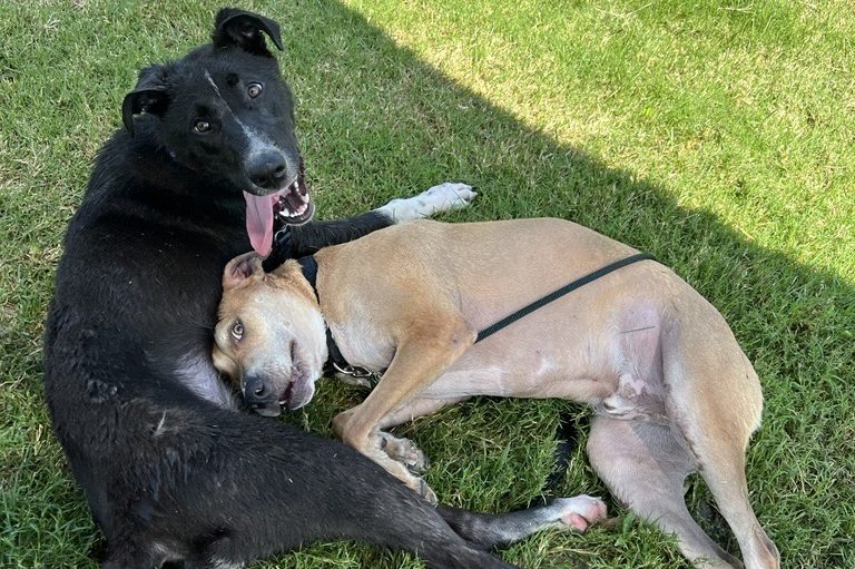 SPCA of Texas | SPCA of Texas Offers Unique Chance to Meet Dogs at ...