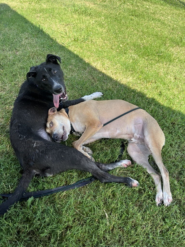 SPCA of Texas | SPCA of Texas Offers Unique Chance to Meet Dogs at ...