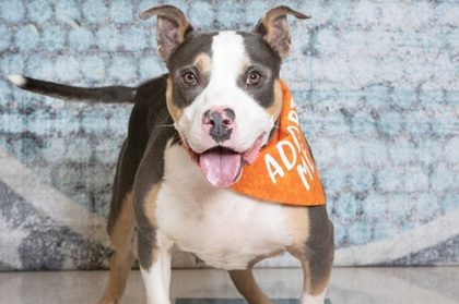 SPCA of Texas | z Tootsie Roll - Foster Sitter Needed 2/24-2/27 and 3/3-3/5 - SPCA of Texas