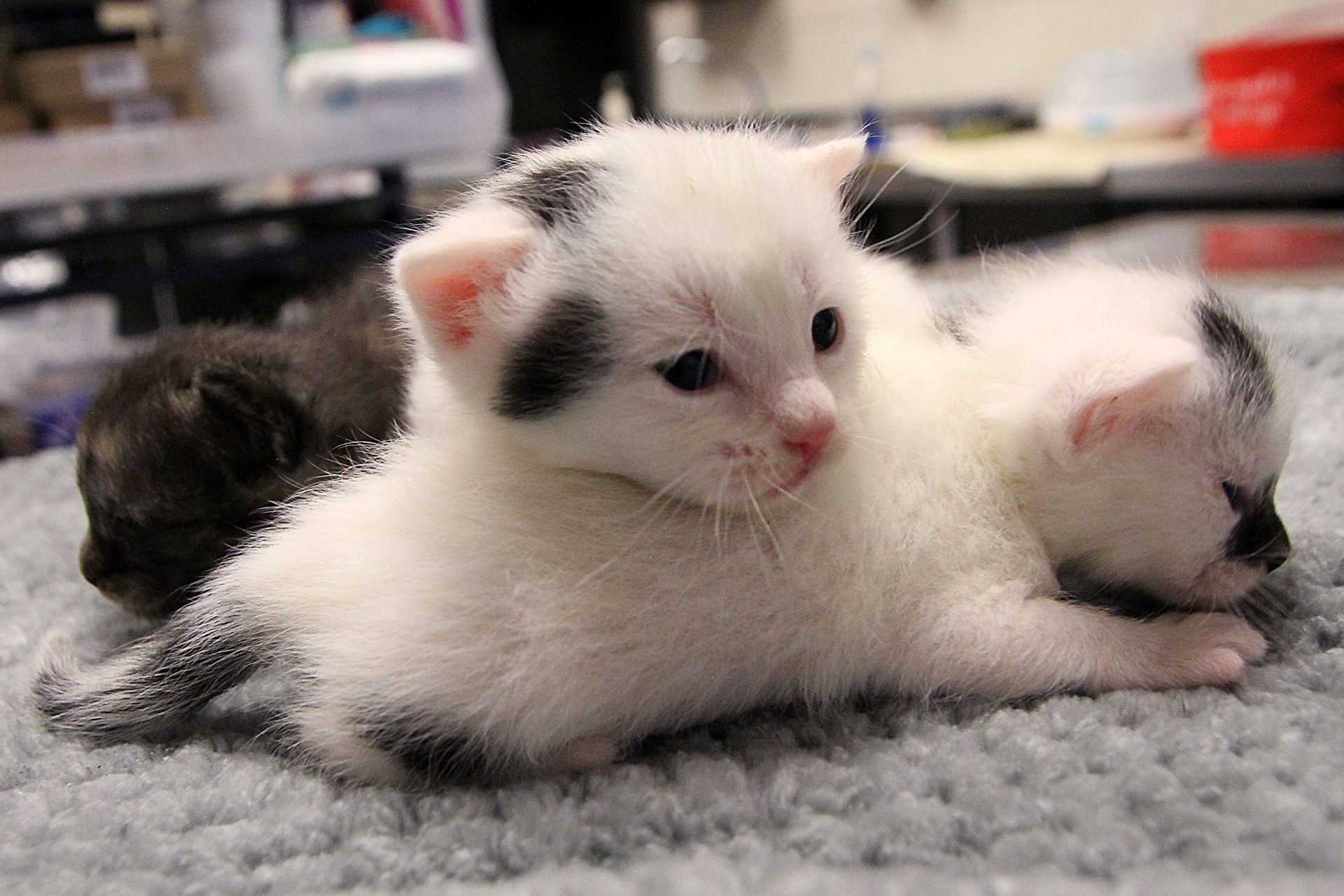 SPCA of Texas | SPCA of Texas Hosts Kitten Shower Saturday, April 1st ...