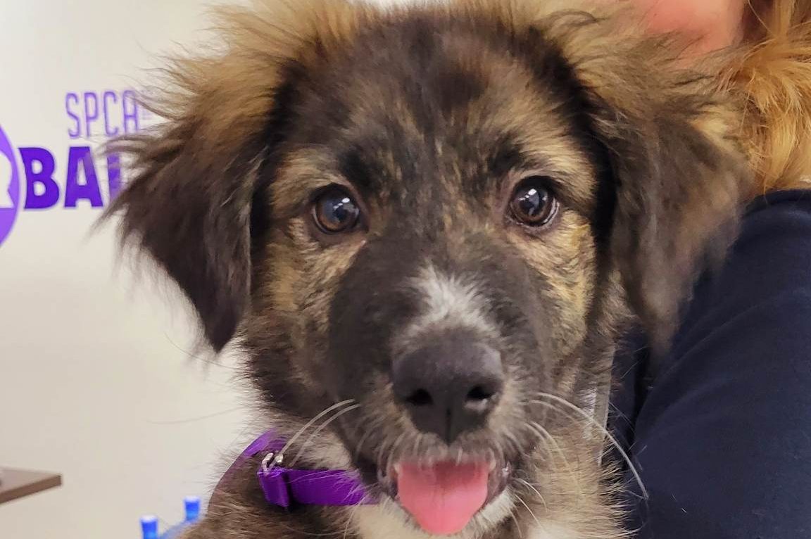 SPCA of Texas | Bear - Foster Needed Until 4/21 - SPCA of Texas