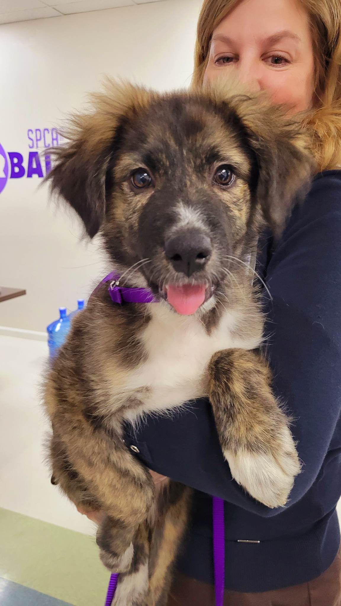 SPCA of Texas | Bear - Foster Needed Until 4/21 - SPCA of Texas