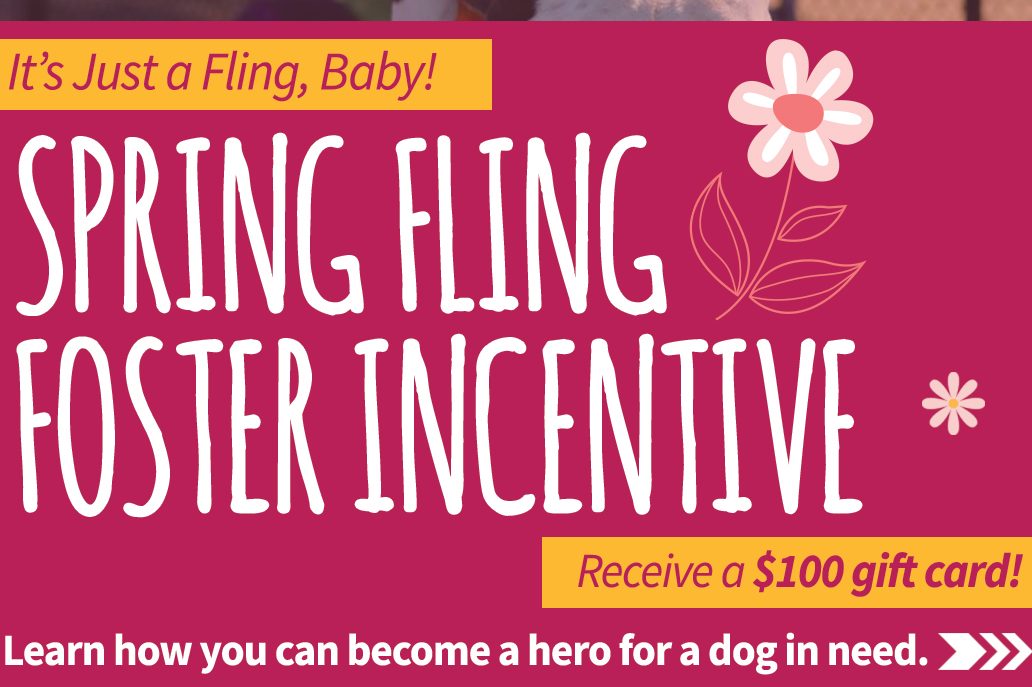 SPCA of Texas | It's Just a Fling, Baby! Dog Fosters Needed! $100 gift ...