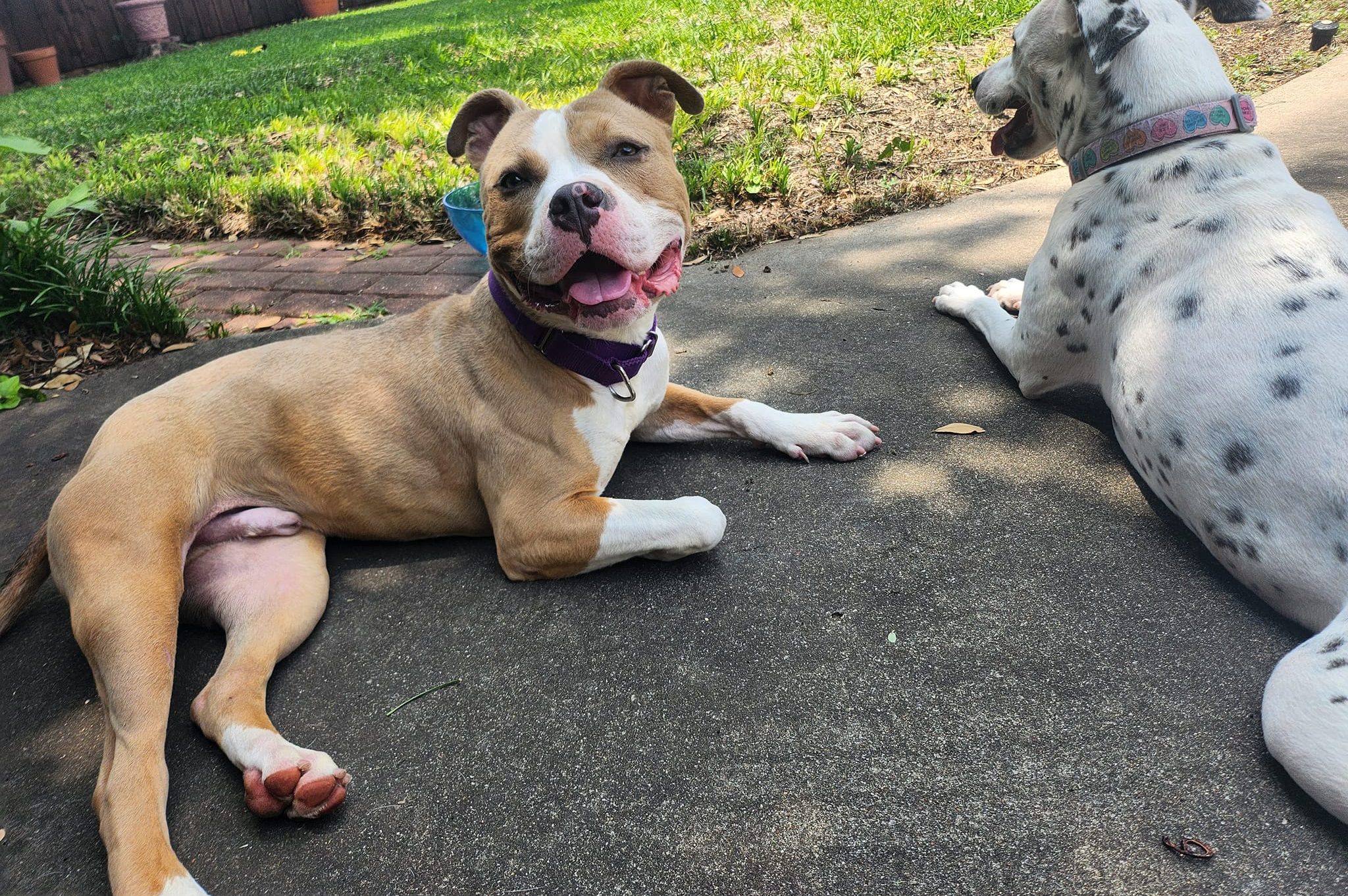 SPCA of Texas | Press Releases - SPCA of Texas