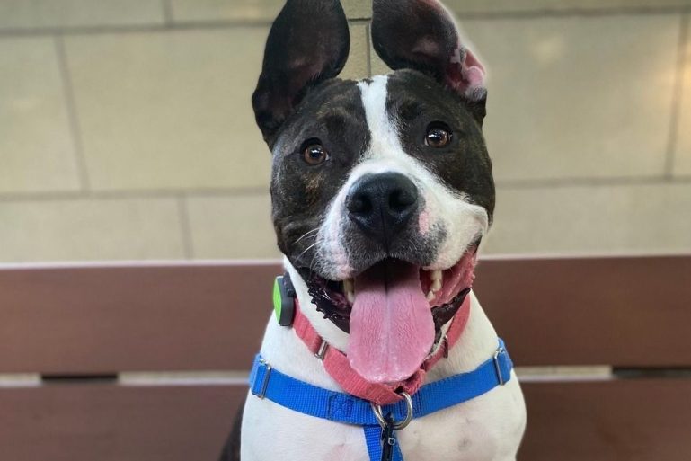 SPCA of Texas | Foster Hero - SPCA of Texas