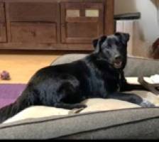 SPCA of Texas | Rachel - Foster Sitter Needed 7/19 - 7/23 - SPCA of Texas