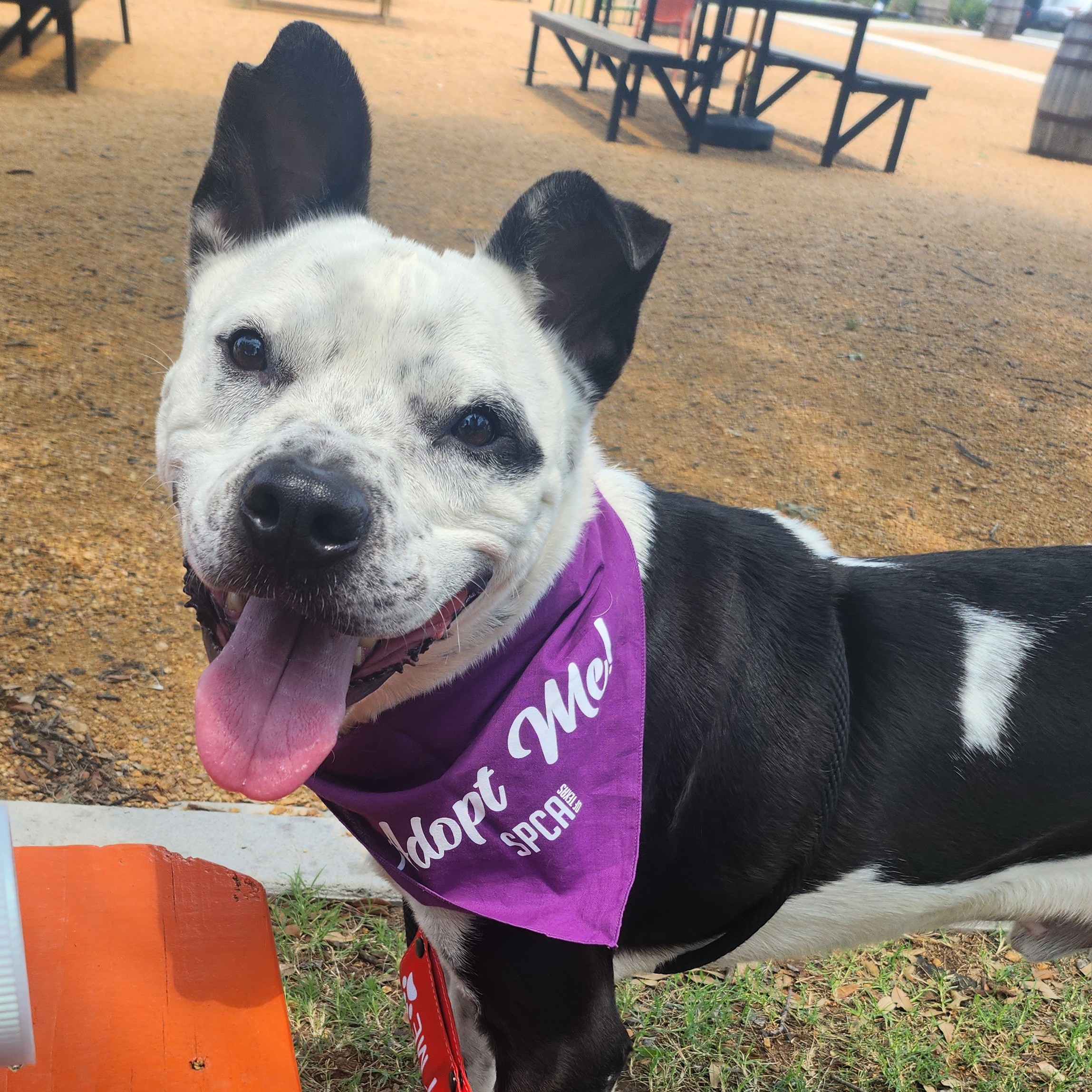 SPCA of Texas | Urgent Foster Needed - Rosco - SPCA of Texas